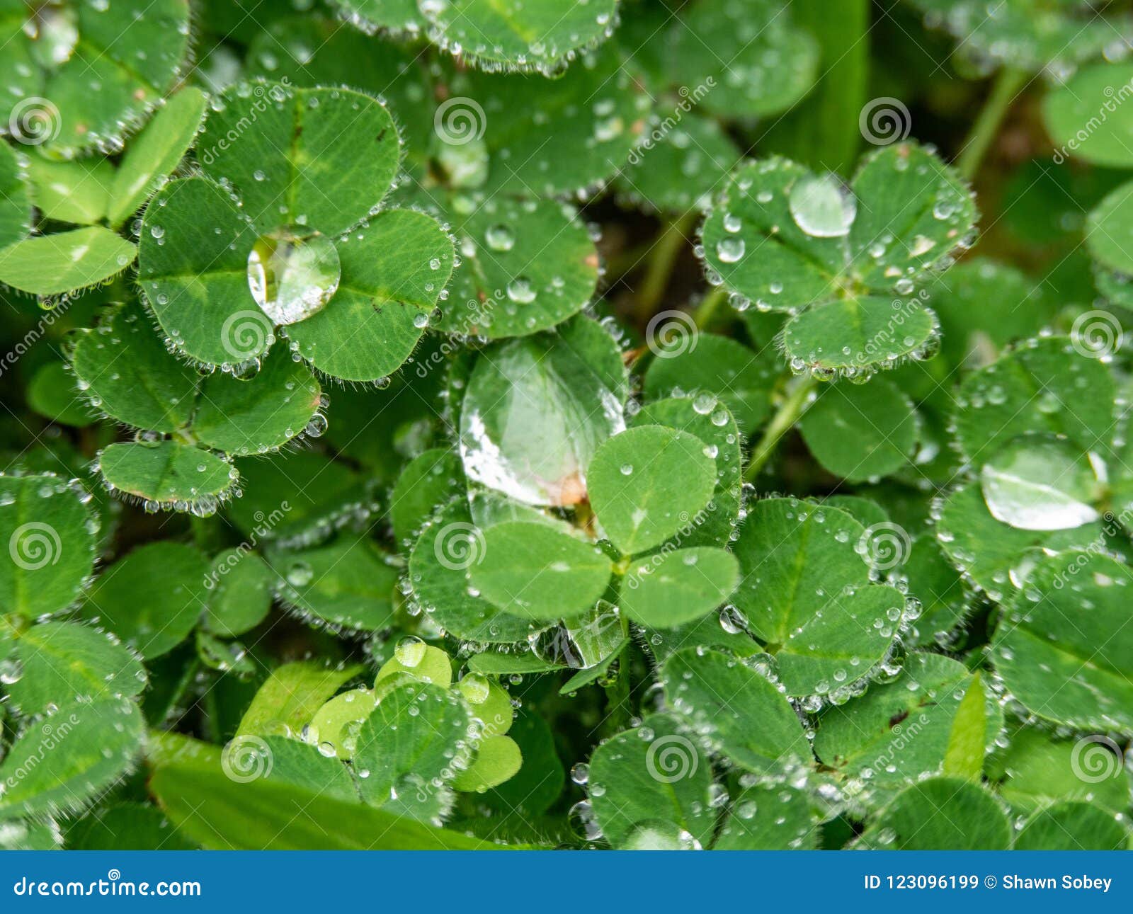 Water Drops on Green Clover Leaves after Rain Stock Image - Image of ...