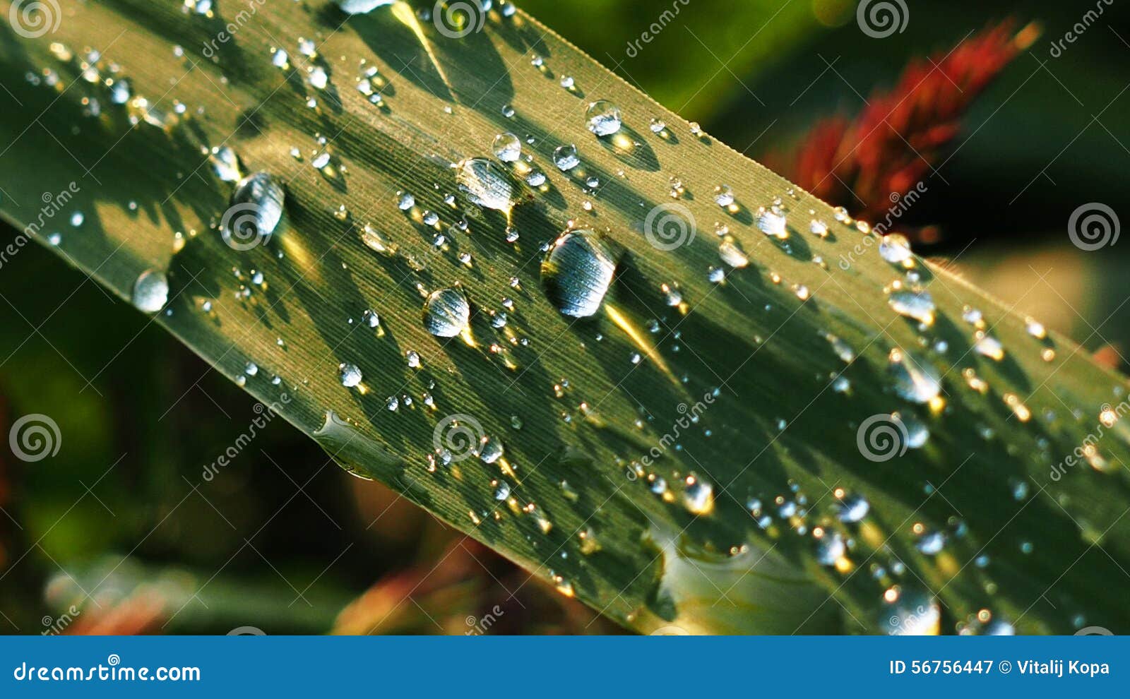 Water drops at sun light stock image. Image of field - 56756447