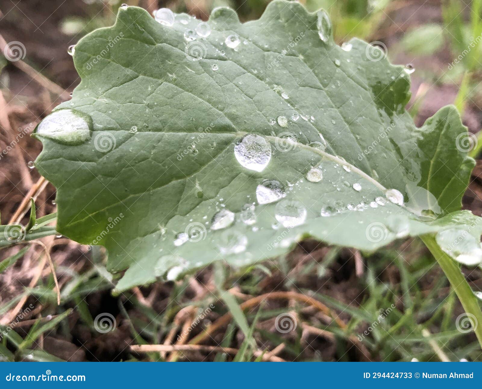 Water Drops on Green Leaf in Sun Shine. Green Leaf after Rain Stock Illustration - Illustration ...