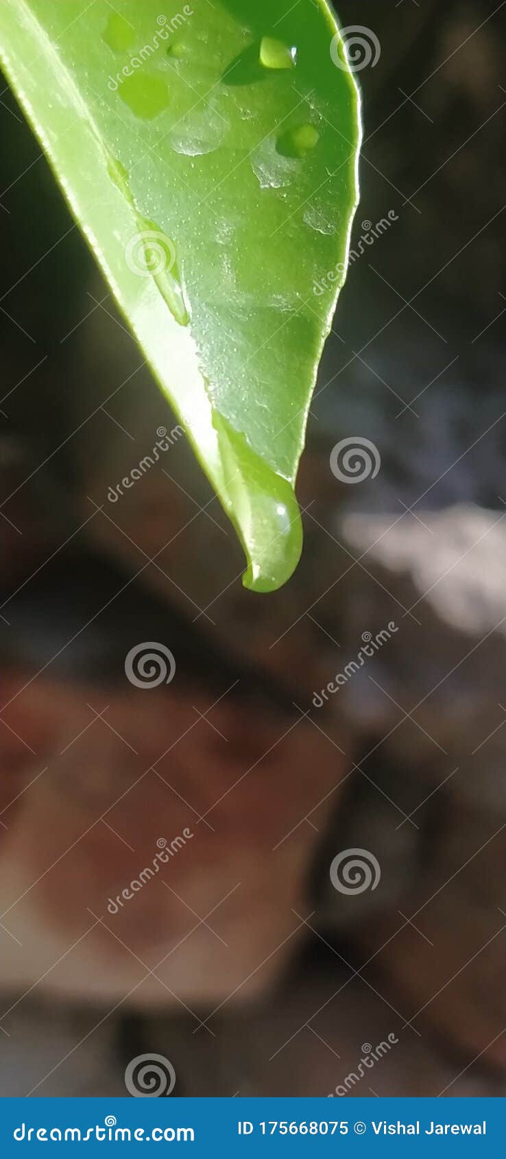 Water Drops on the Green Leaves of Lemon Tree and Guava Tree. Stock ...