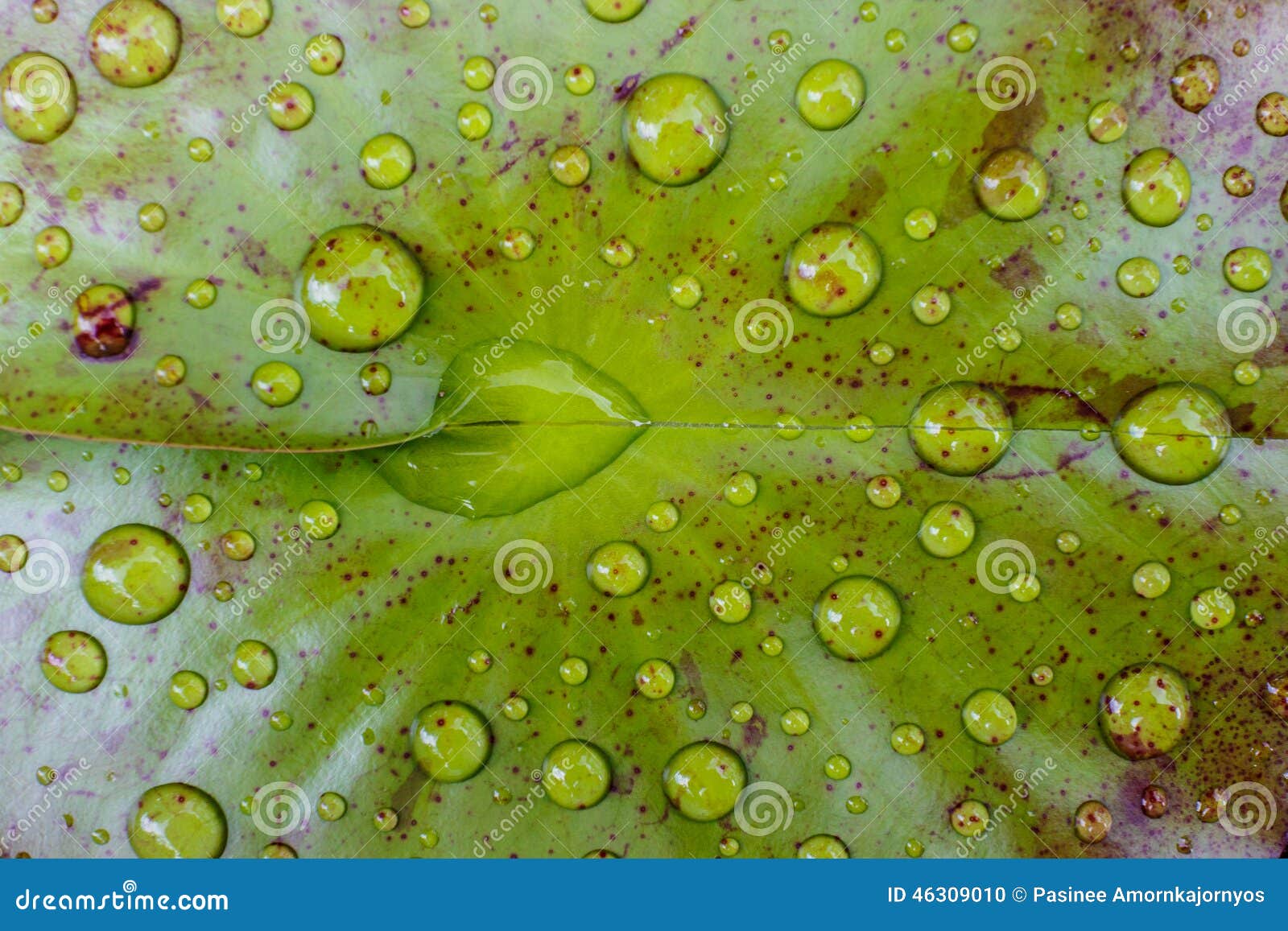 Water Drops on Green Lotus Leaf Stock Photo - Image of condensation ...