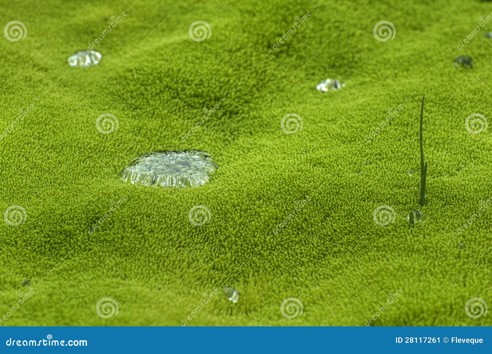 Water drops on green moss stock image. Image of nature - 28117261