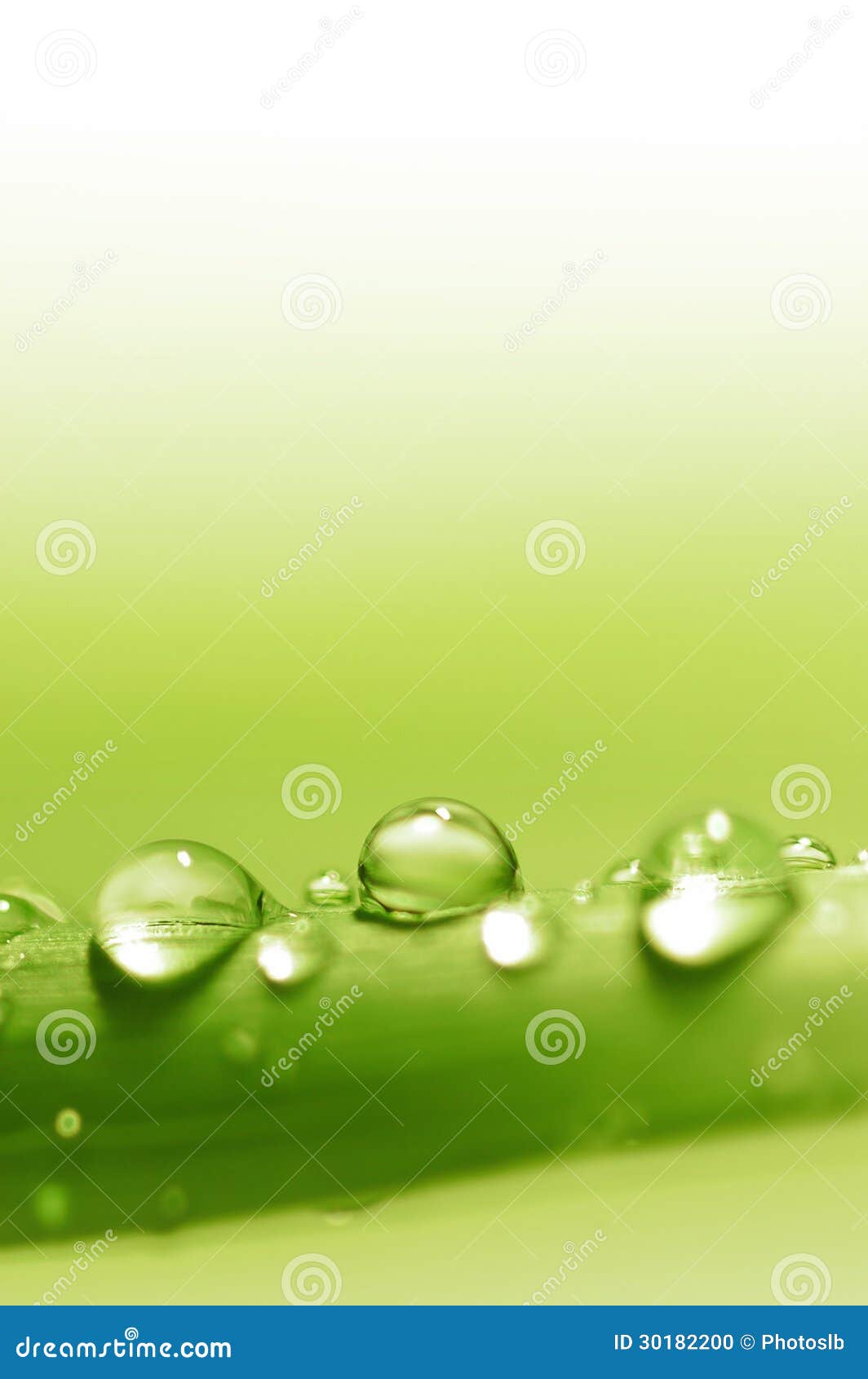 Springtime drops stock photo. Image of spring, droplet - 30182200