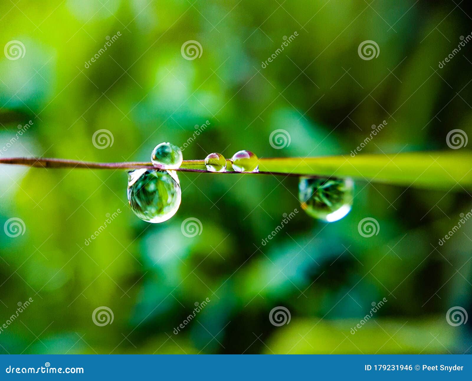 Water drops hanging stock photo. Image of branch, sunlight - 179231946