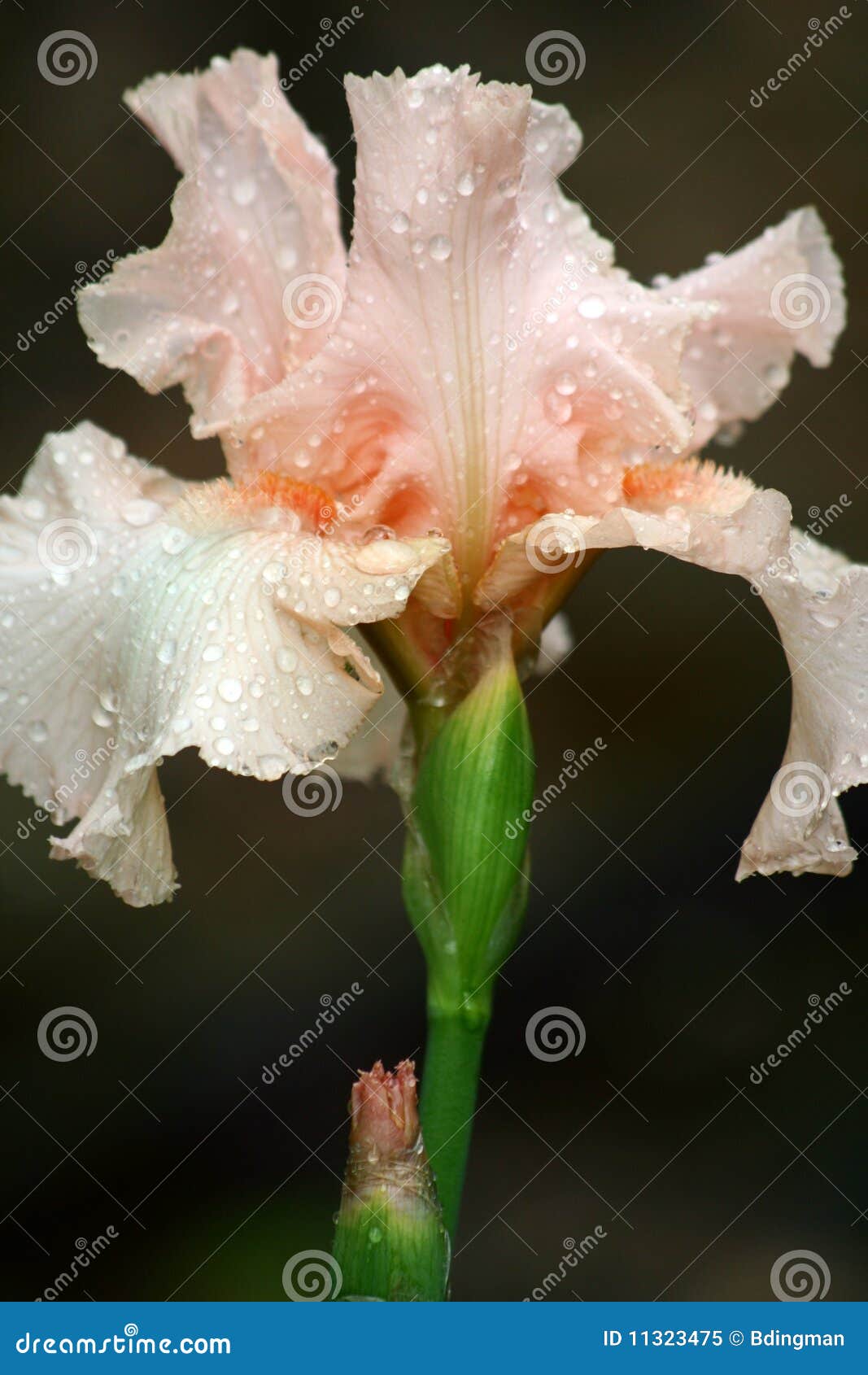 Water Drops on Iris stock image. Image of florist, aromatic - 11323475