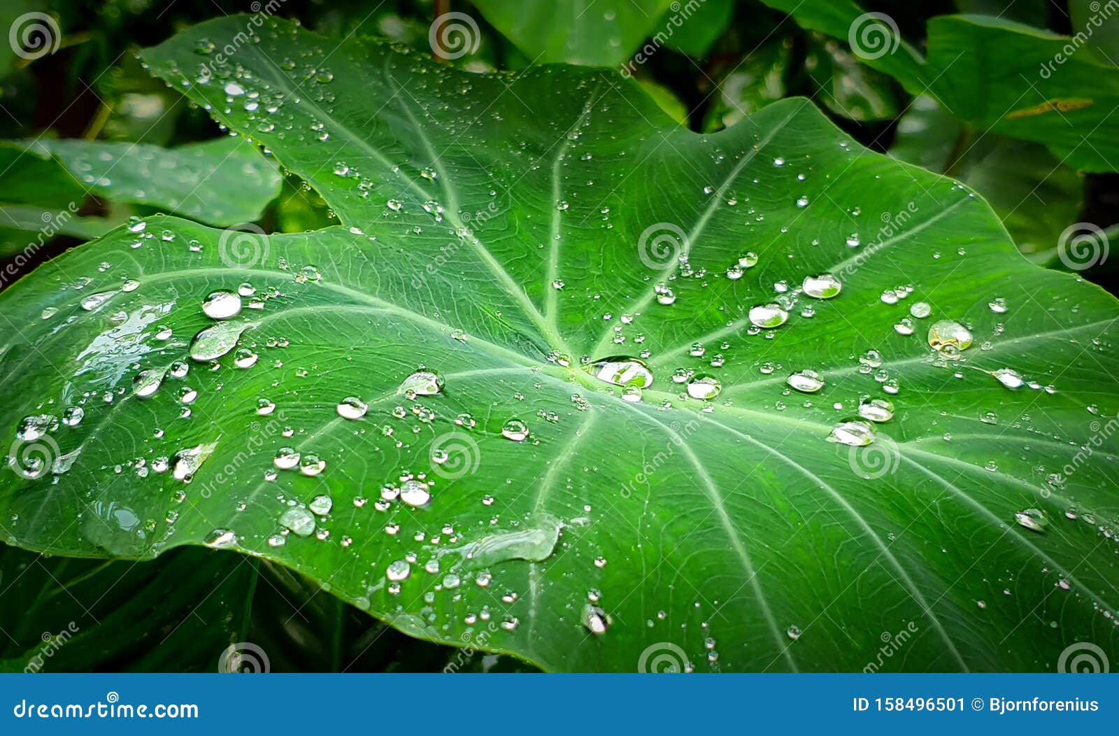 Water Drops on Large Leaf. Humidity and Rainforest Concept Stock Image ...