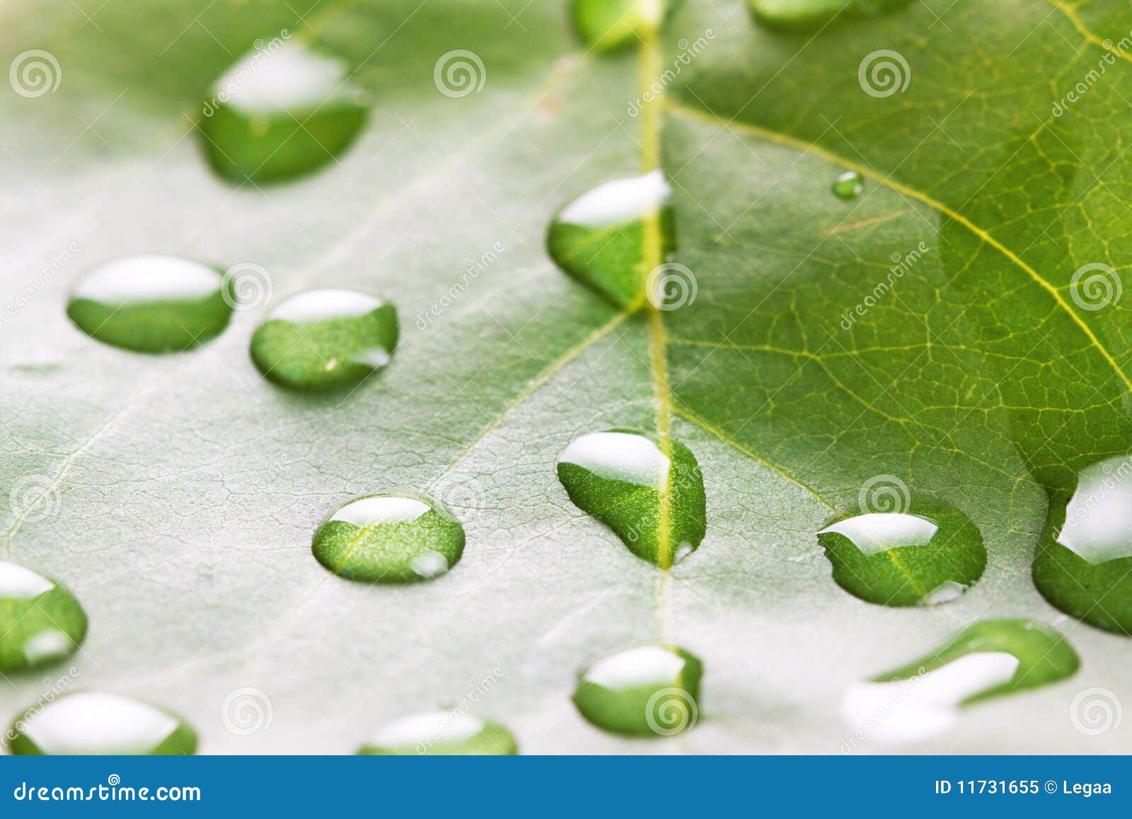 Water drops leaf stock image. Image of close, forest - 11731655
