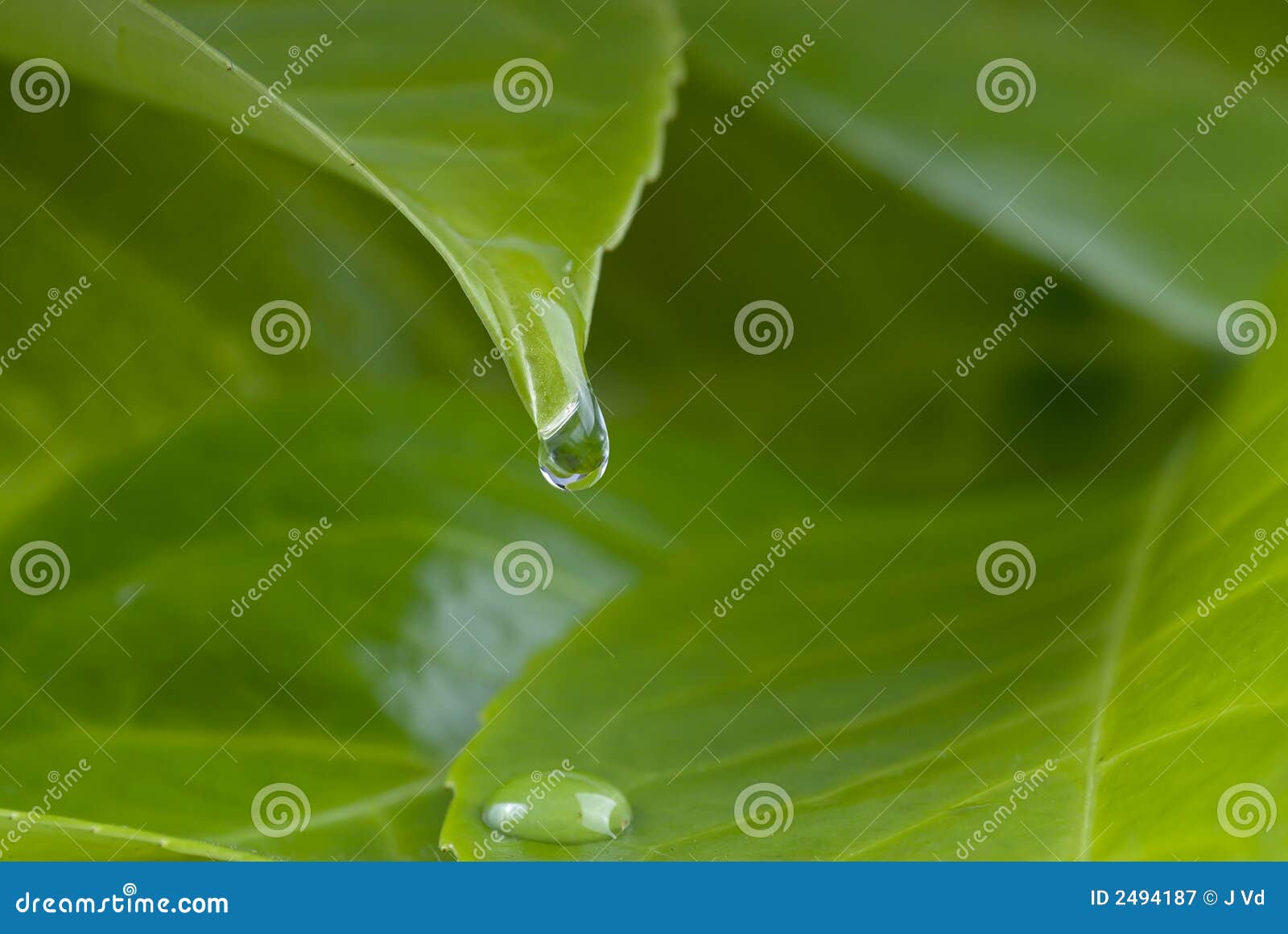 Water drops from leaf stock image. Image of environment - 2494187