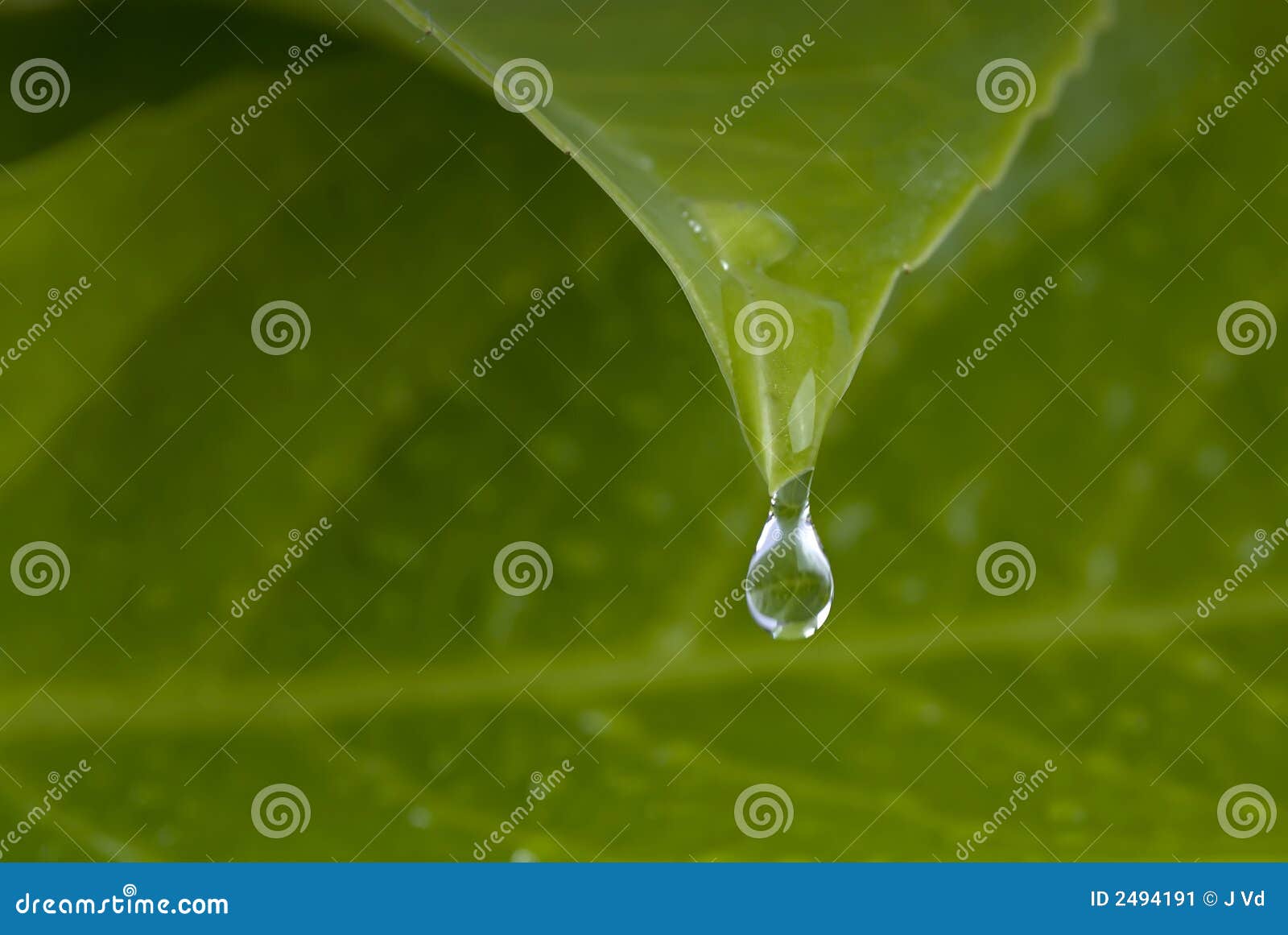 Water drops from leaf stock image. Image of macro, moisture - 2494191