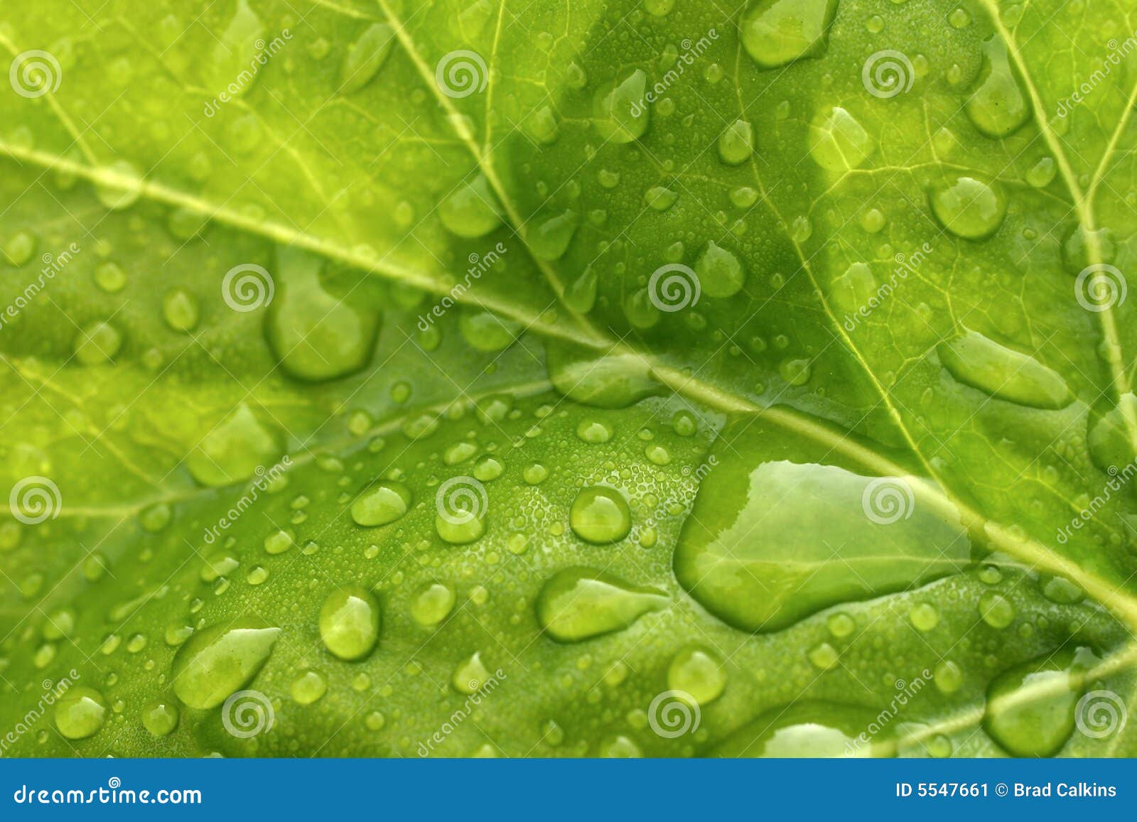 Water drops on leaf stock image. Image of drops, raindrop - 5547661