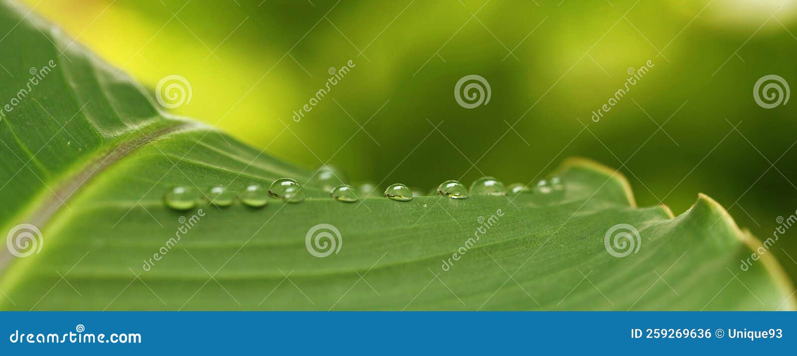 Water drops on a leaf stock photo. Image of drop, water - 259269636