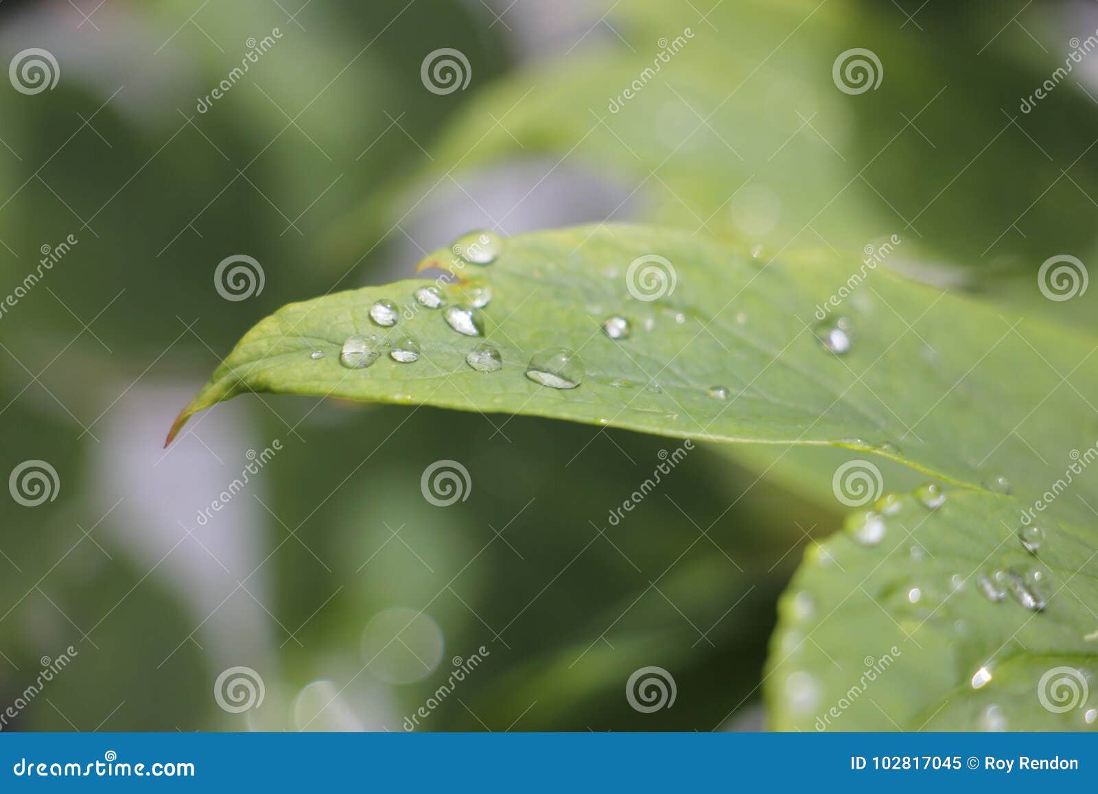 Water drops on leaf 3 stock image. Image of leaves, hojas - 102817045