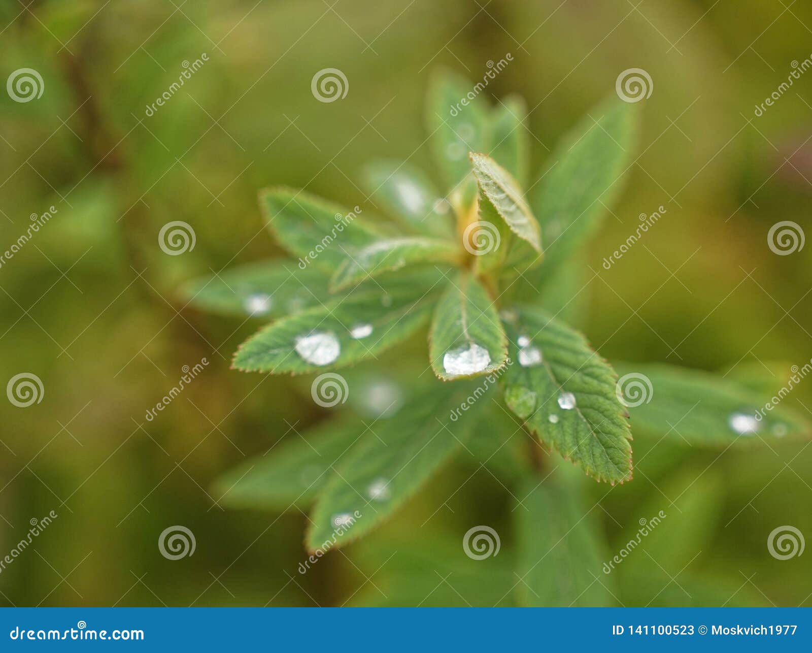 Water Drops on Leaves in Autumn, Evening Stock Image - Image of branch ...