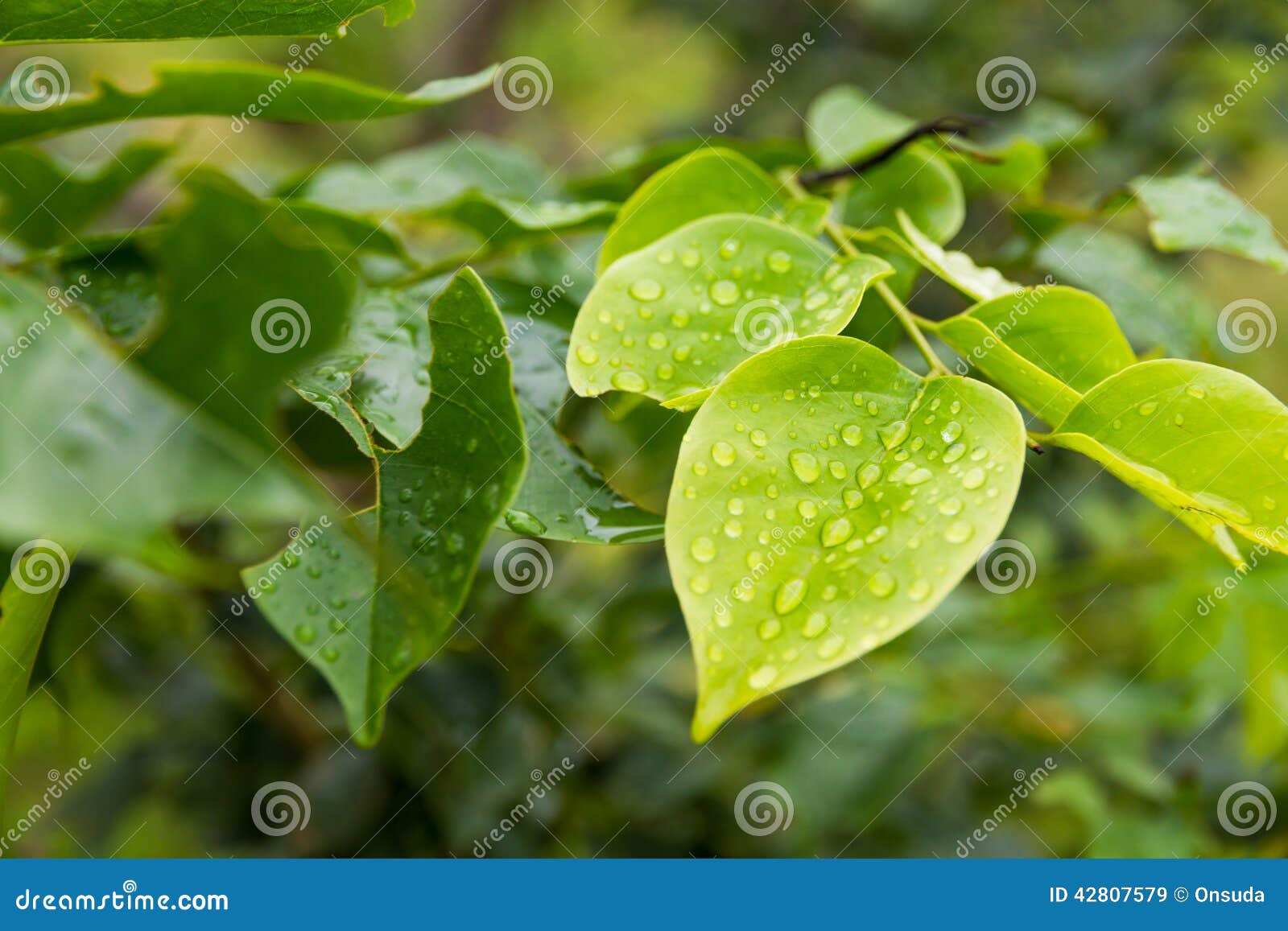 Water drops on leaves stock image. Image of tree, life - 42807579
