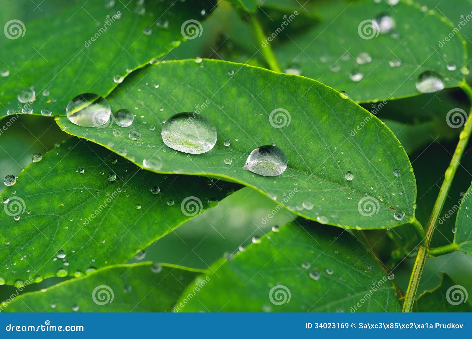 Water drops on leaves stock image. Image of detail, drops - 34023169