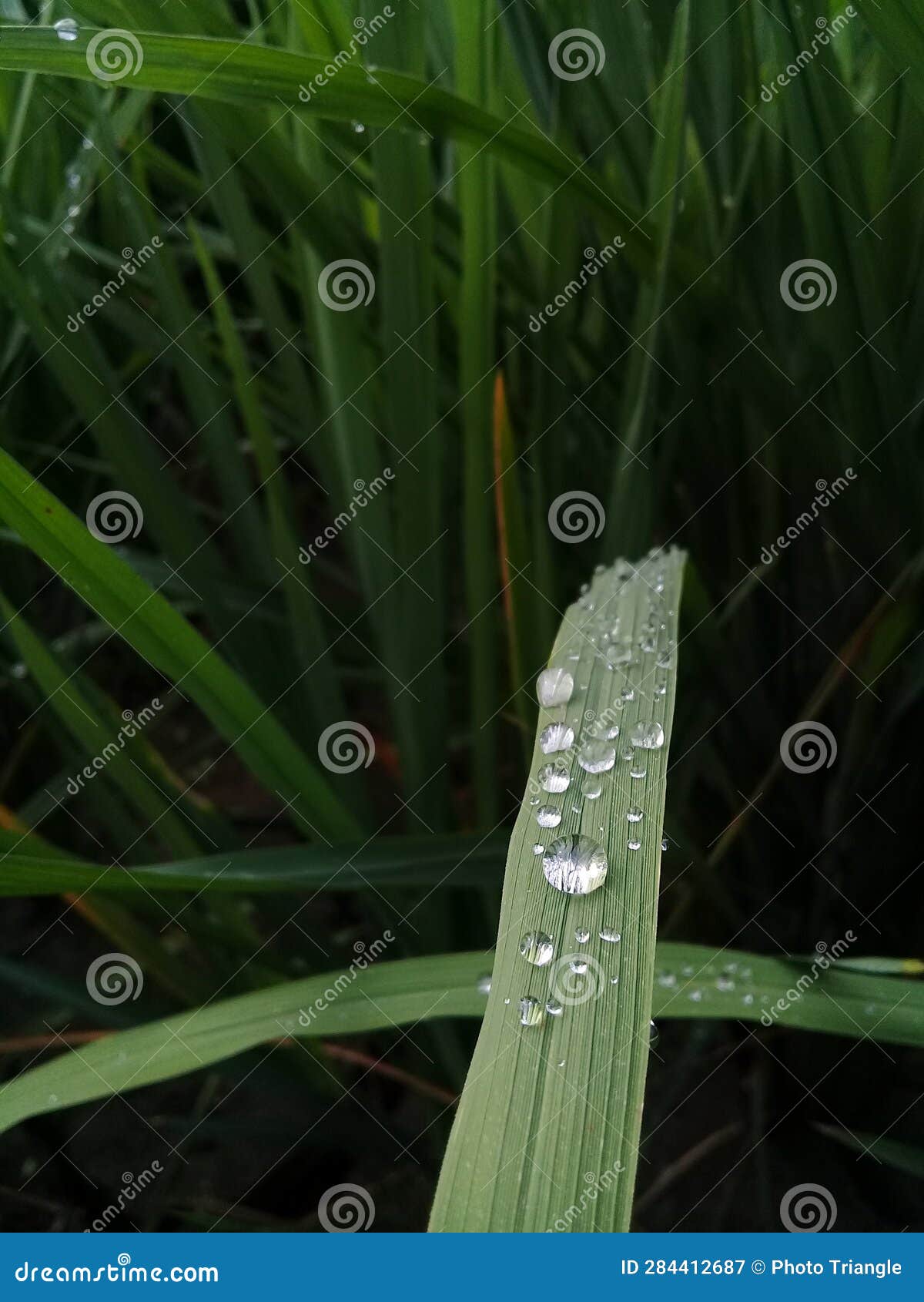 Water Drops on Long Leaves after Rain Stock Image - Image of macro ...