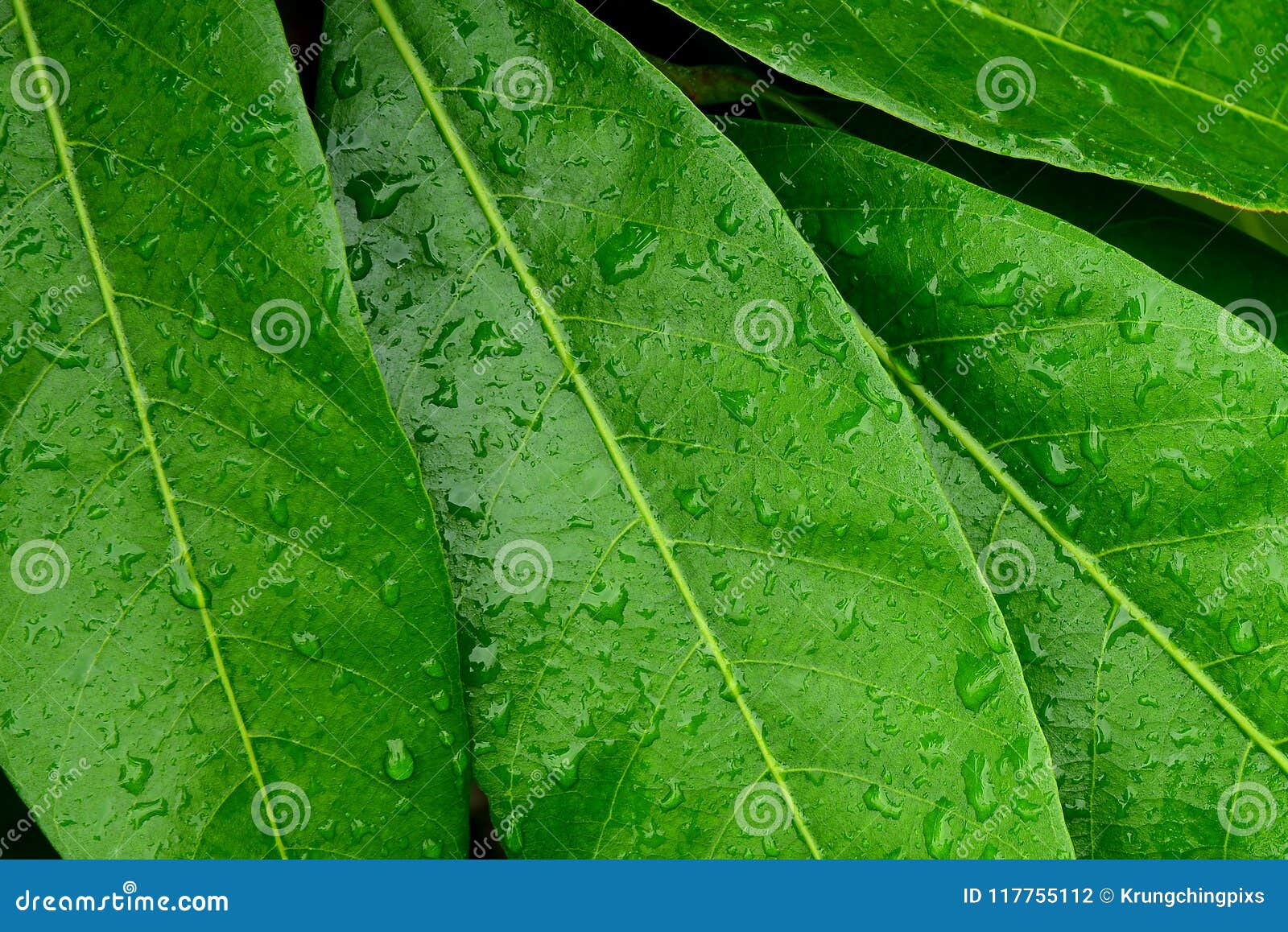 Beautiful Fresh Green Longan Leave Photos - Free & Royalty-Free Stock ...