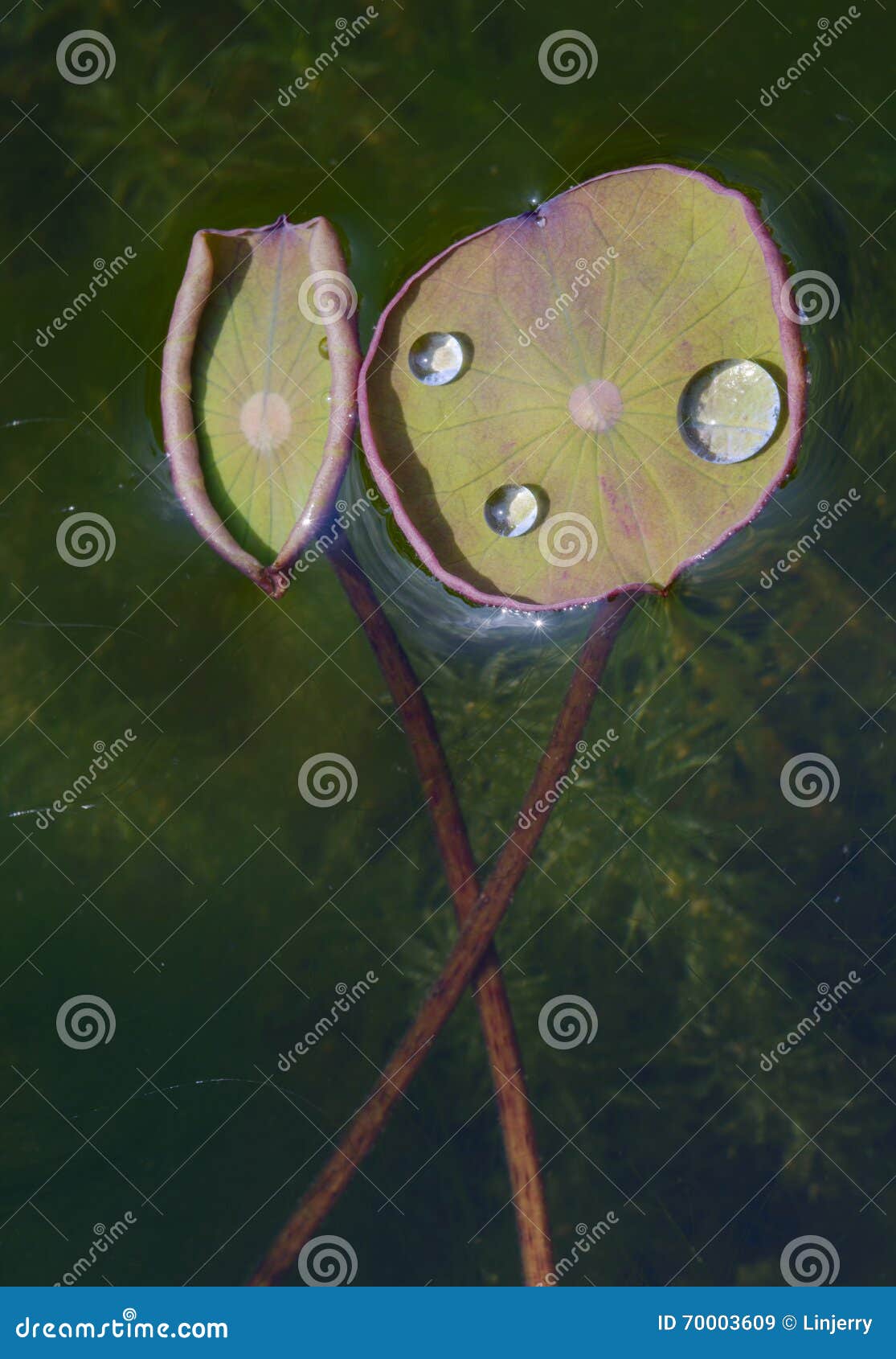 Water drops on lotus leaf stock image. Image of colorful - 70003609