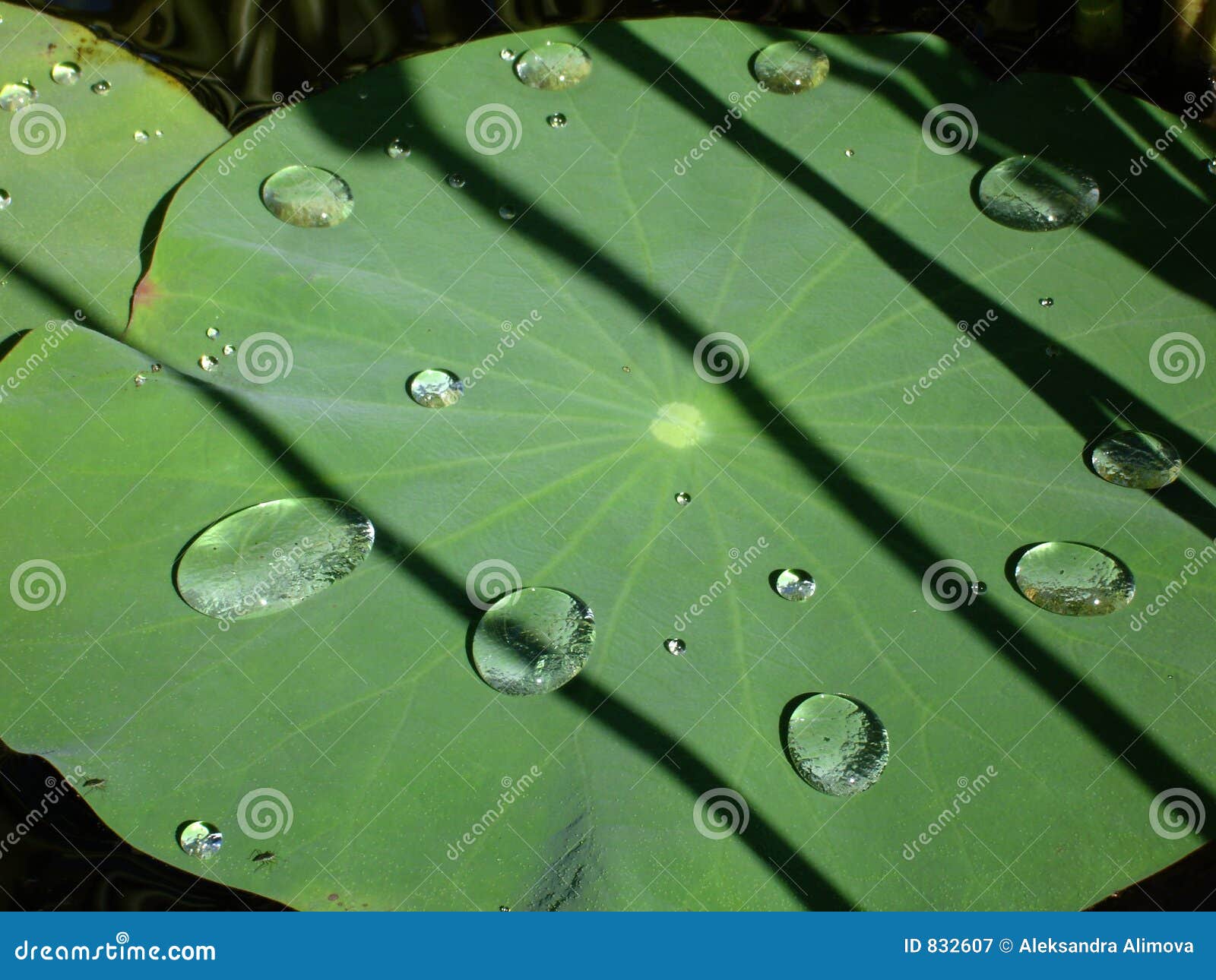 Water drops on lotus leaf stock image. Image of rain, flowers - 832607