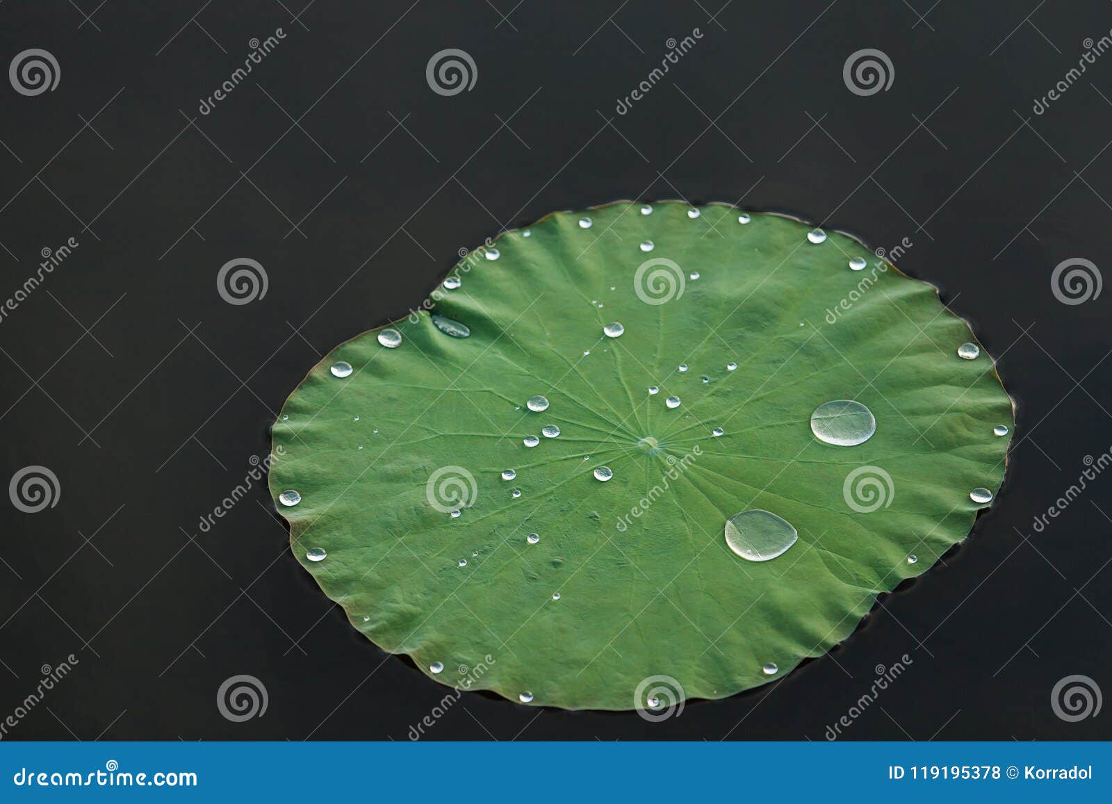 Water drops on lotus leaf. stock photo. Image of drop - 119195378