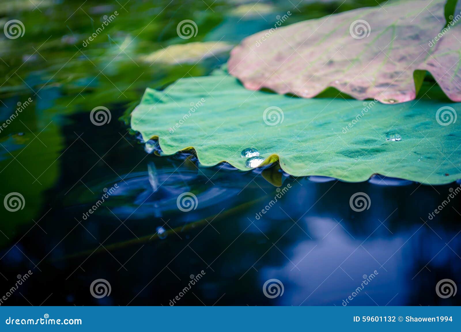 320 Lotus Leaf Water Droplets White Background Stock Photos - Free ...