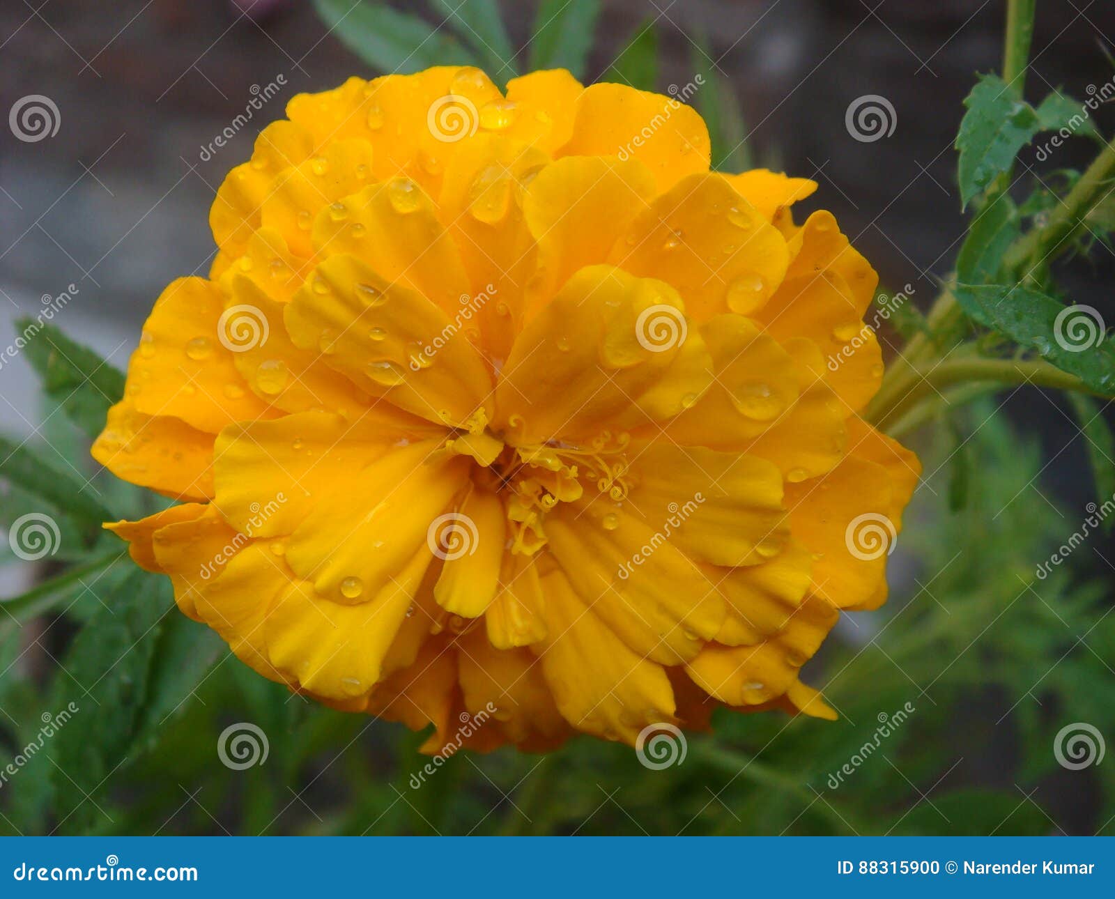 Water Drops on Marigold Flower Stock Photo - Image of outside, plant ...
