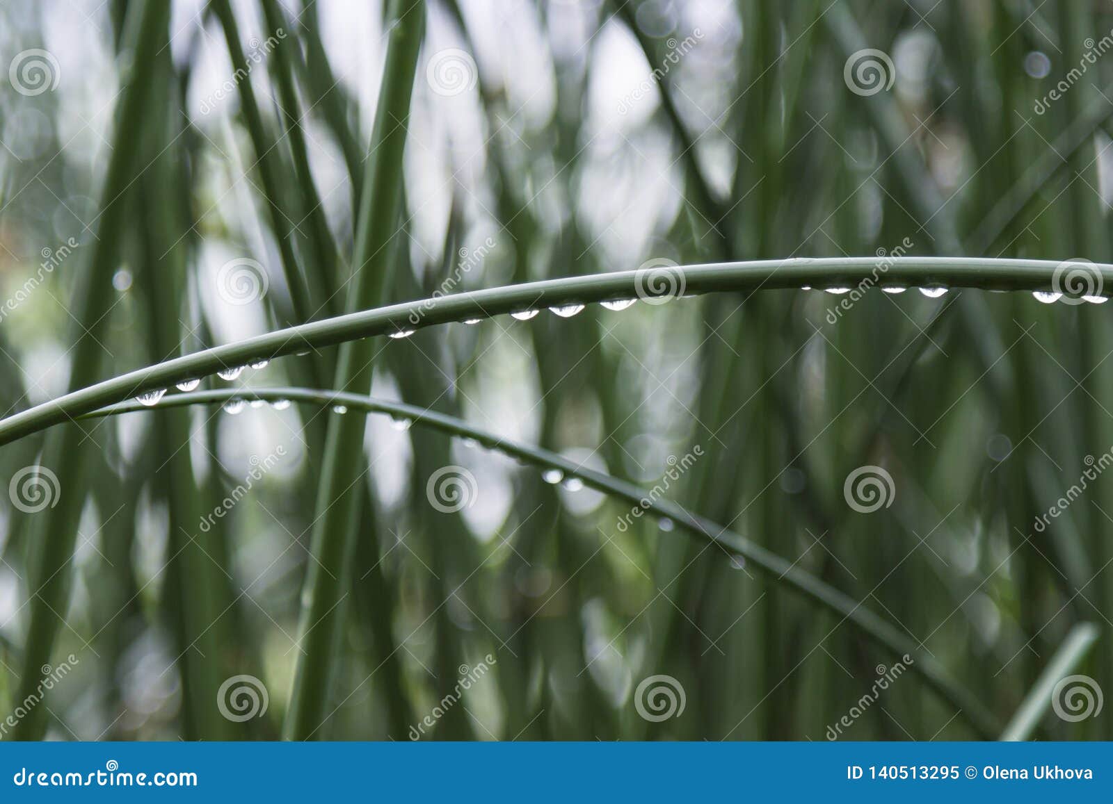 801 Water Drops Grass Stalk Stock Photos - Free & Royalty-Free Stock ...