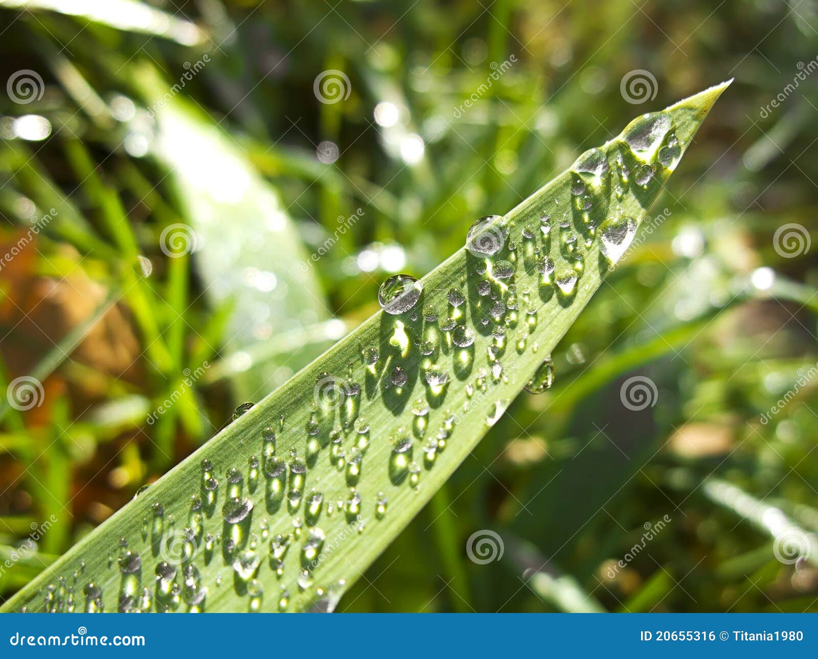 Water drops in nature stock photo. Image of outdoor, liquid - 20655316