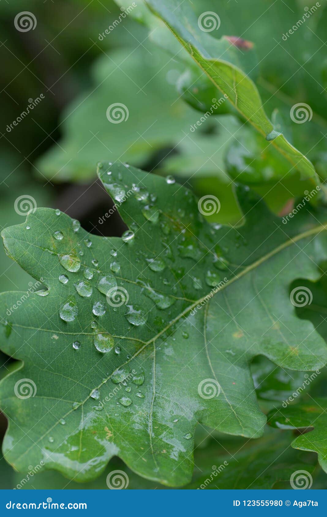 Water Drops on Oak Leaf Macro Stock Photo - Image of natural, nature ...