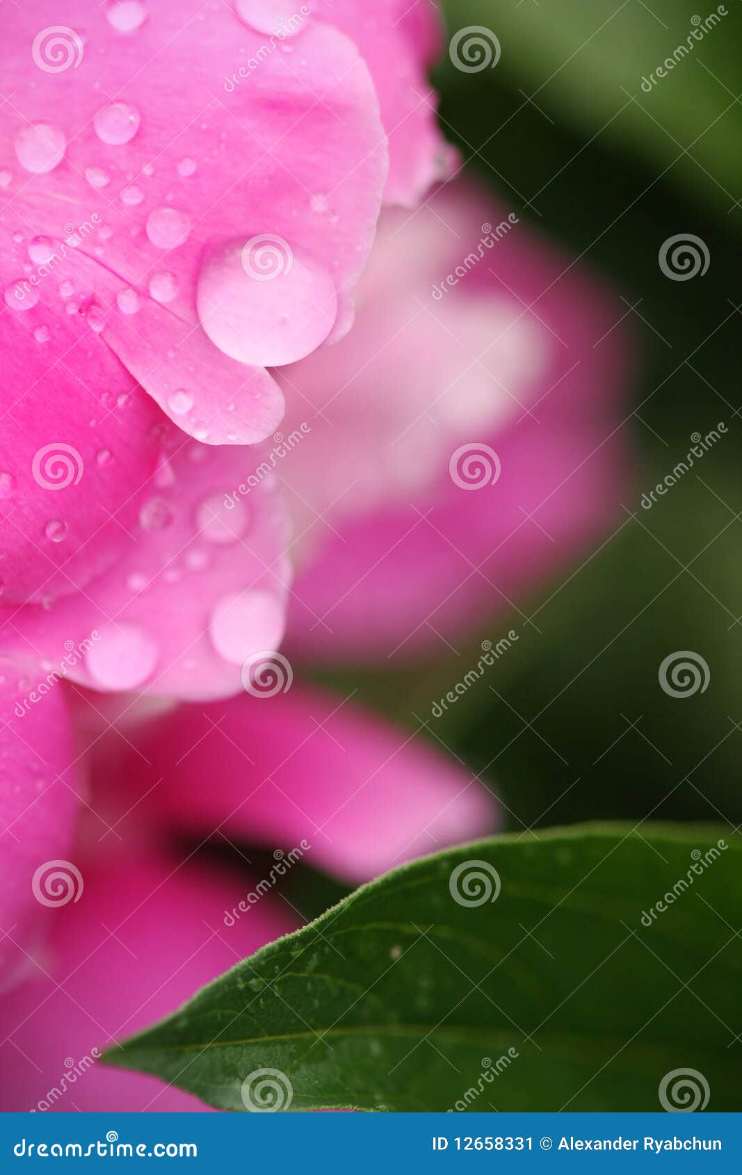 Water Drops on Peony Petals Stock Image - Image of vibrant, beautiful ...