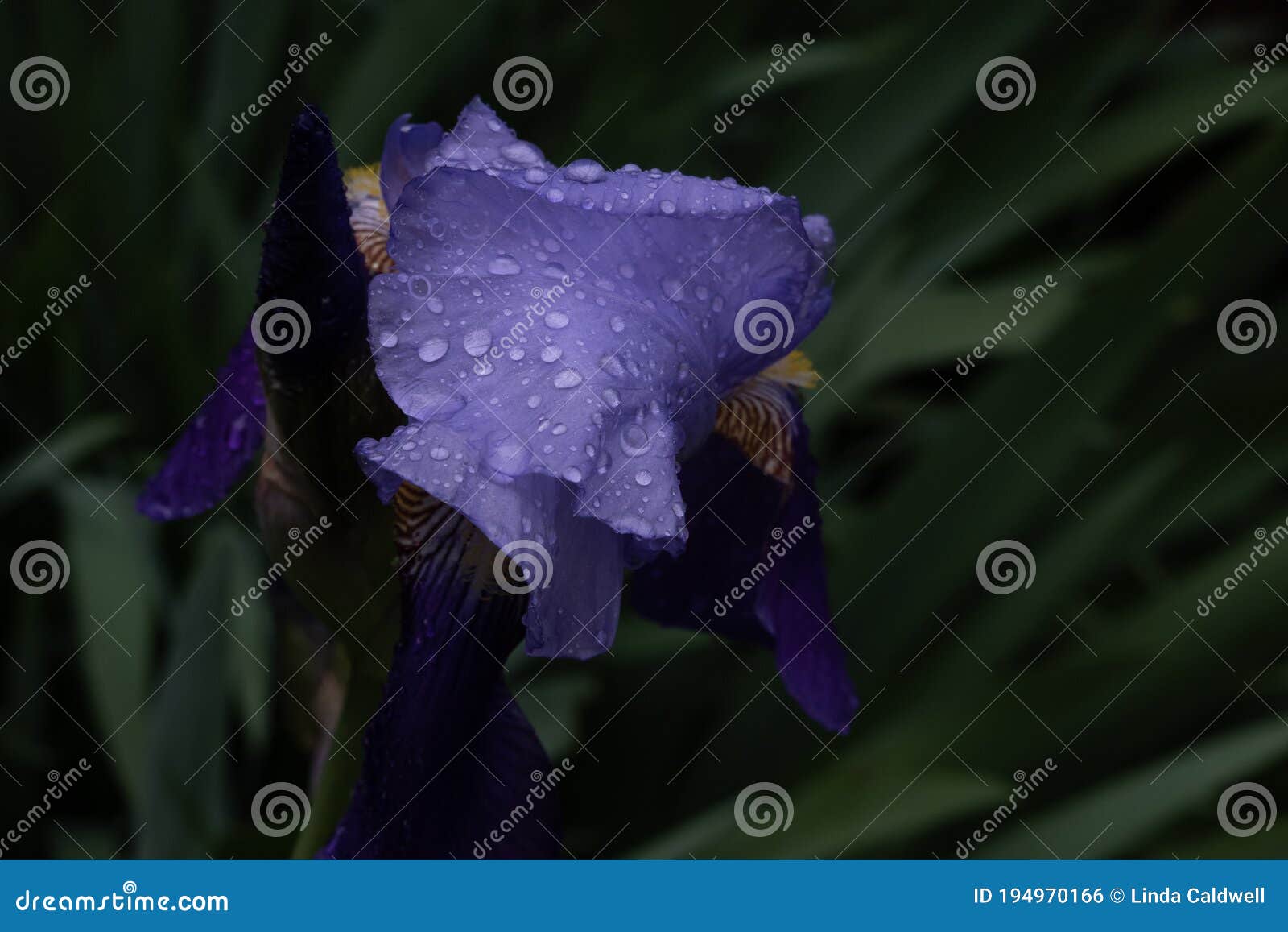 Water drops on an iris stock photo. Image of iris, detail - 194970166