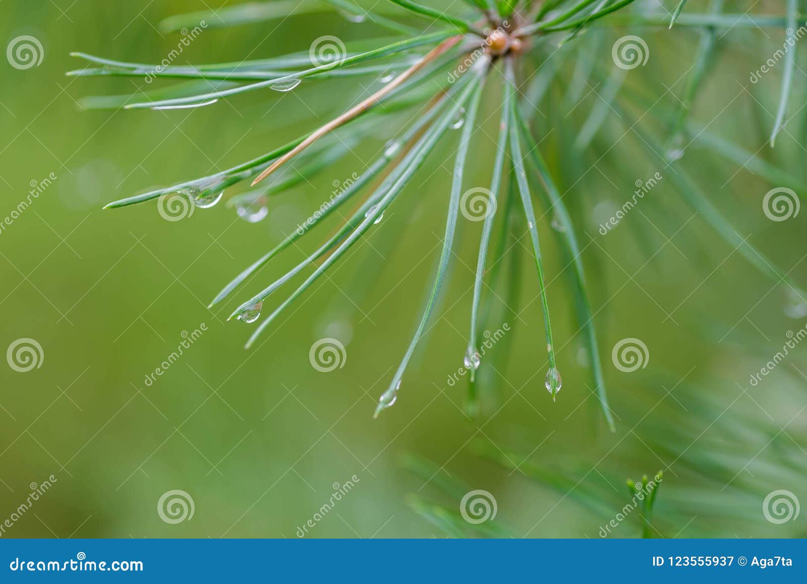 Water Drops on Pine Needles Leaf Macro Stock Image - Image of organic ...
