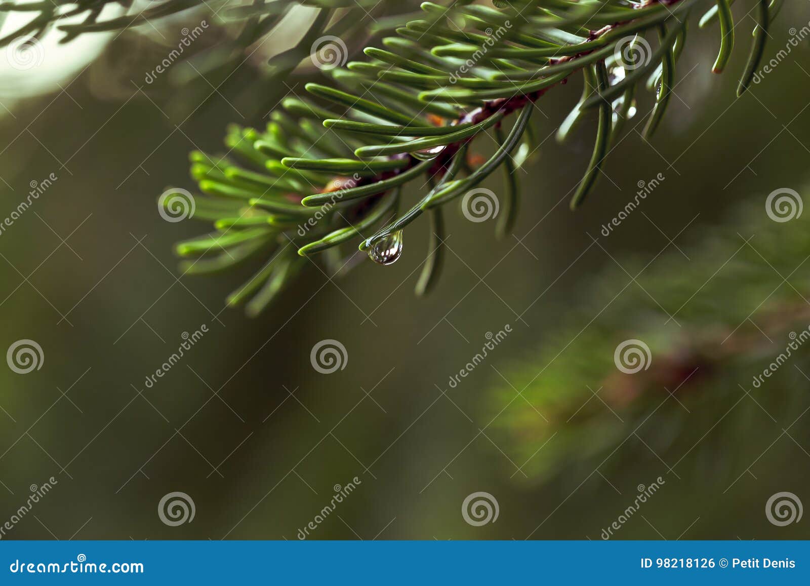 Water drops on a pine tree stock photo. Image of water - 98218126