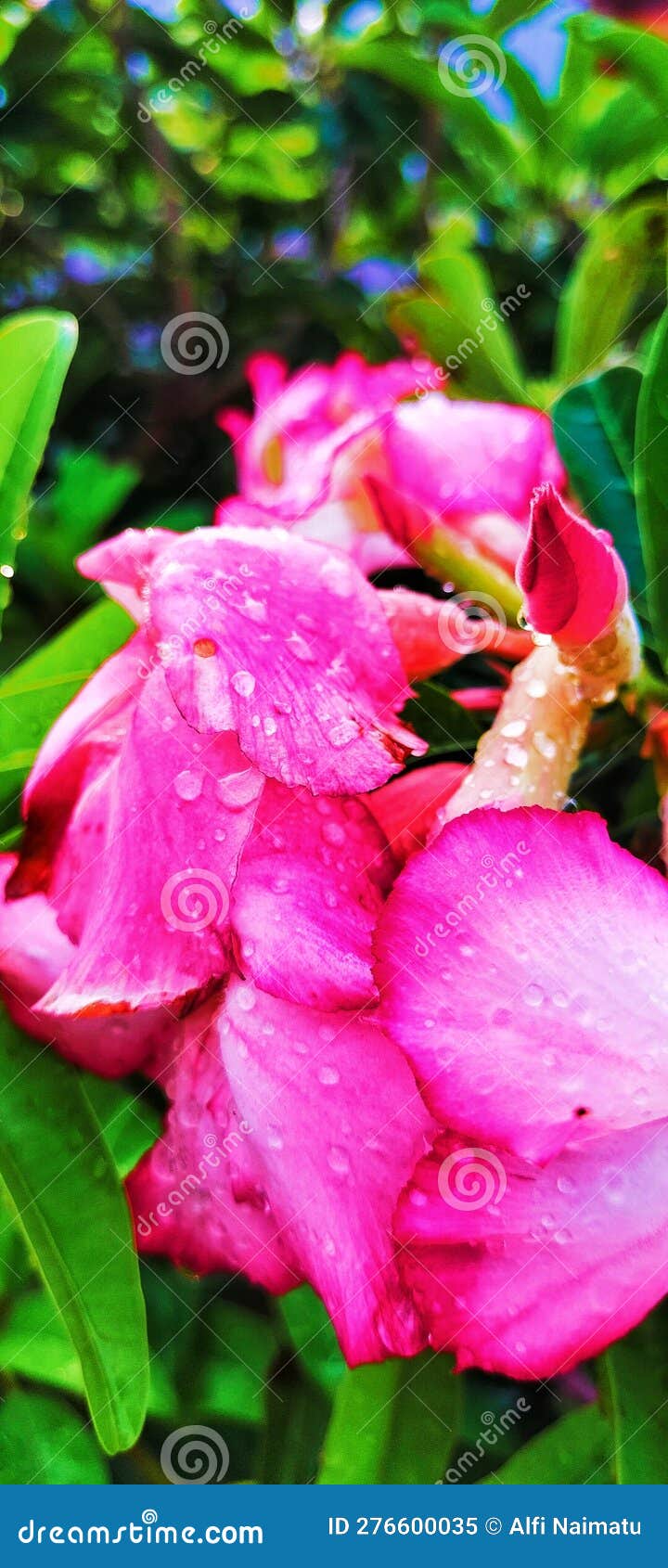 Water Drops on Pink Flower stock image. Image of water - 276600035