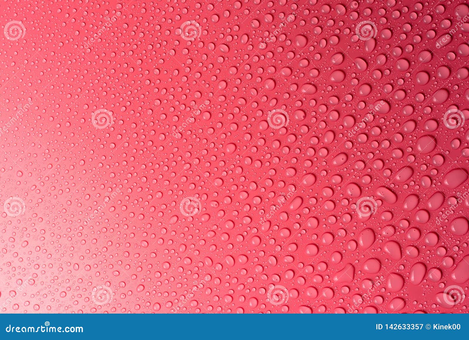 Water Drops on a Pink, Matte Background Illuminated with a Delicate ...