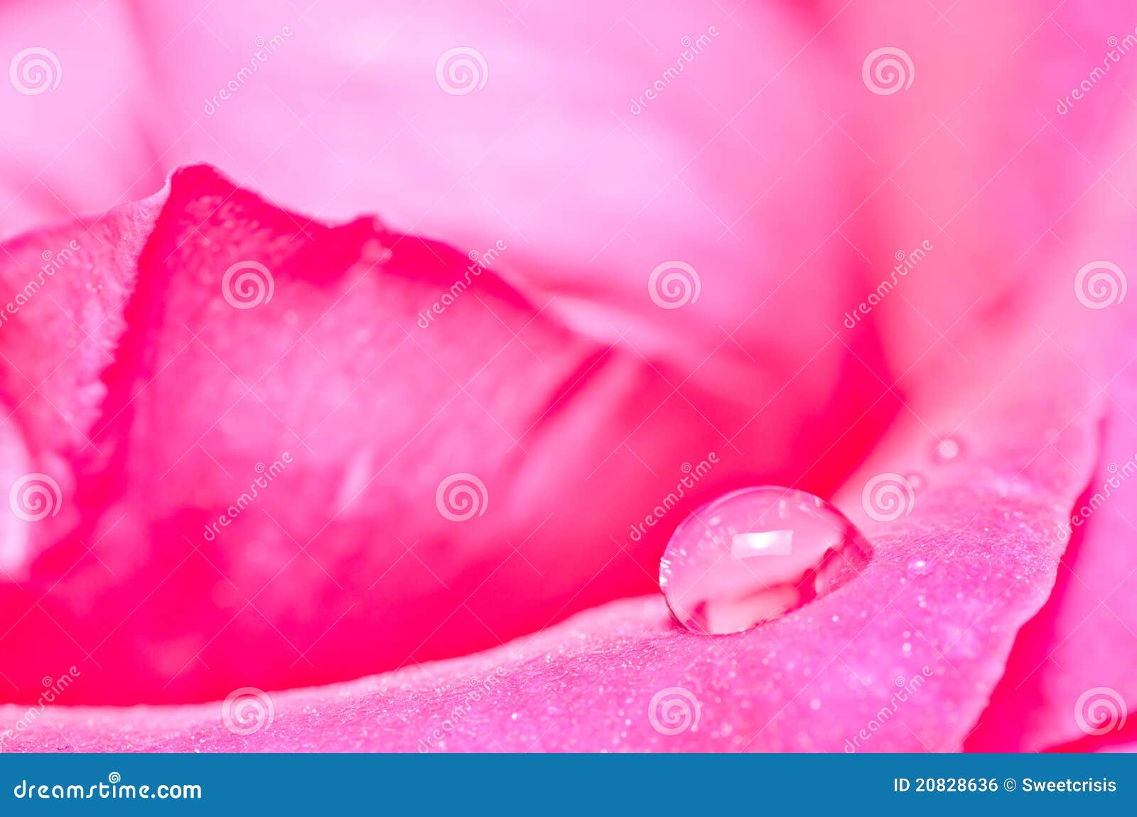 Water Drops on the Pink Rose Stock Photo - Image of romantic, gift ...