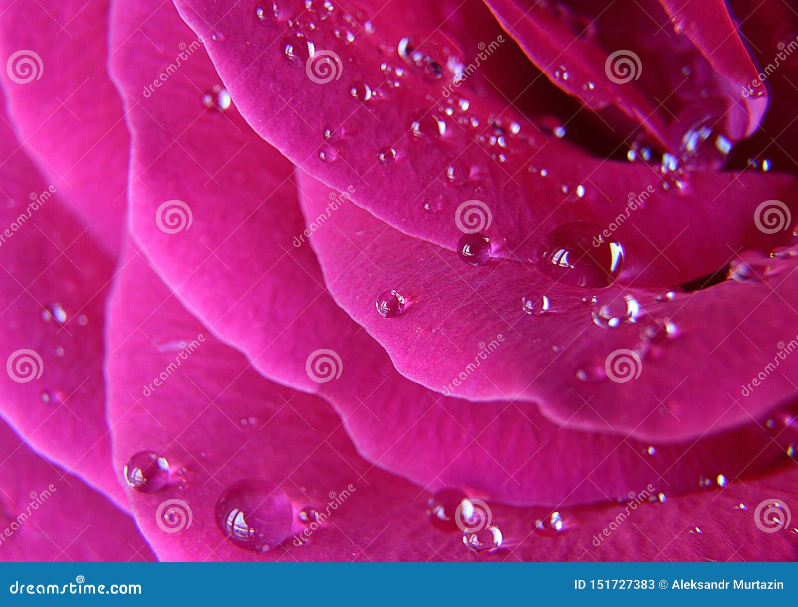 Water Drops on the Pink Rose Stock Image - Image of drops, fresh: 151727383