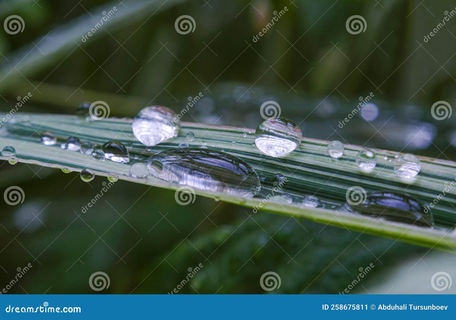 Water Drops on Plant Leaves Stock Image - Image of abstract, drop ...