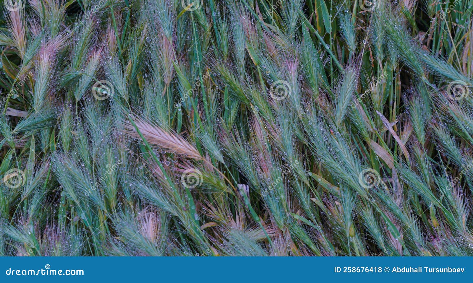 Water Drops on Plant Leaves Stock Photo - Image of raindrop ...