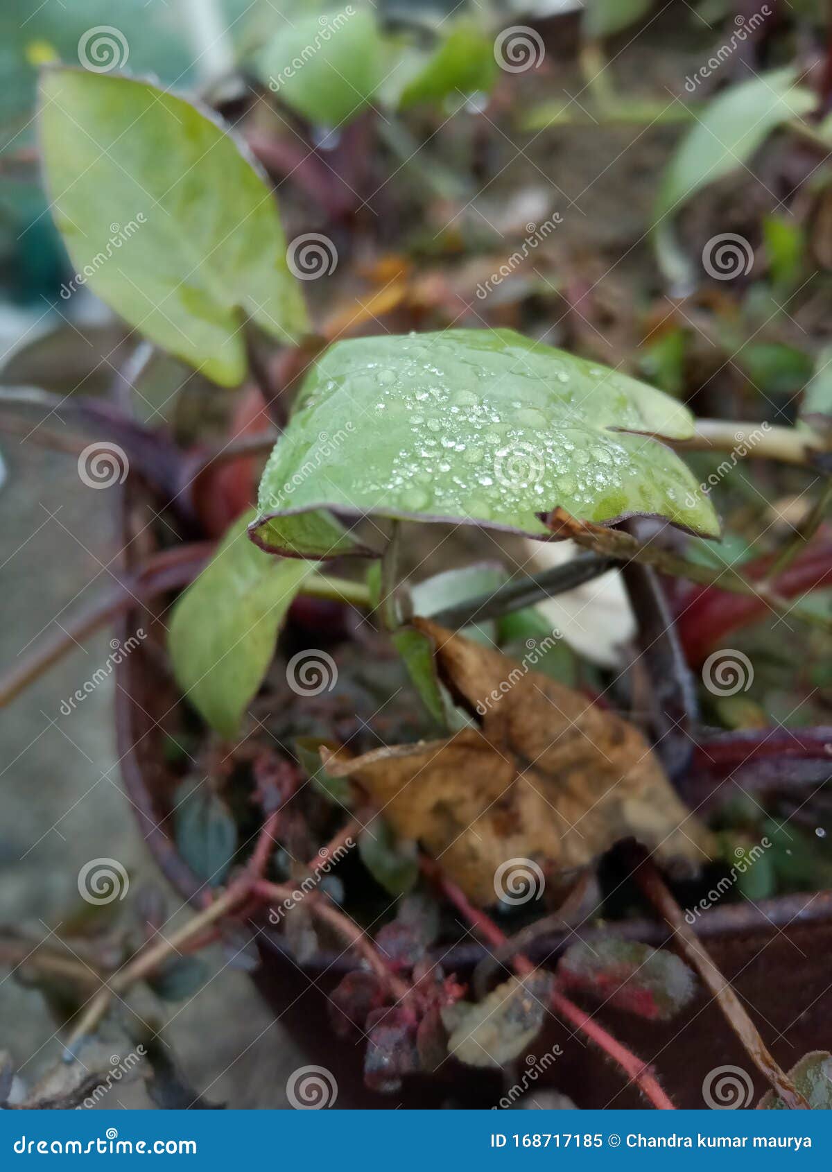 Water Drops on a Plant Which is Planted in a Pot. Stock Image - Image ...