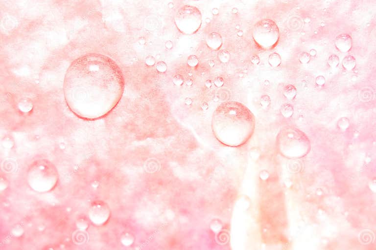 Water Drops on Pretty Pink Background Stock Image - Image of splashes ...