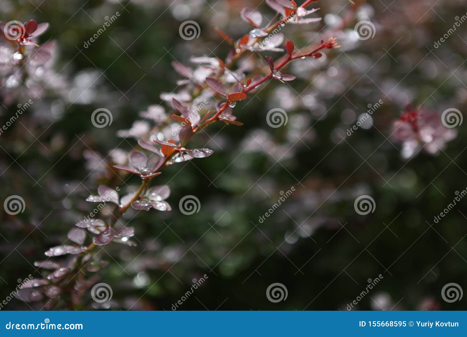 Water Drops after Rain Branch Red Bush Leaves Stock Image - Image of ...