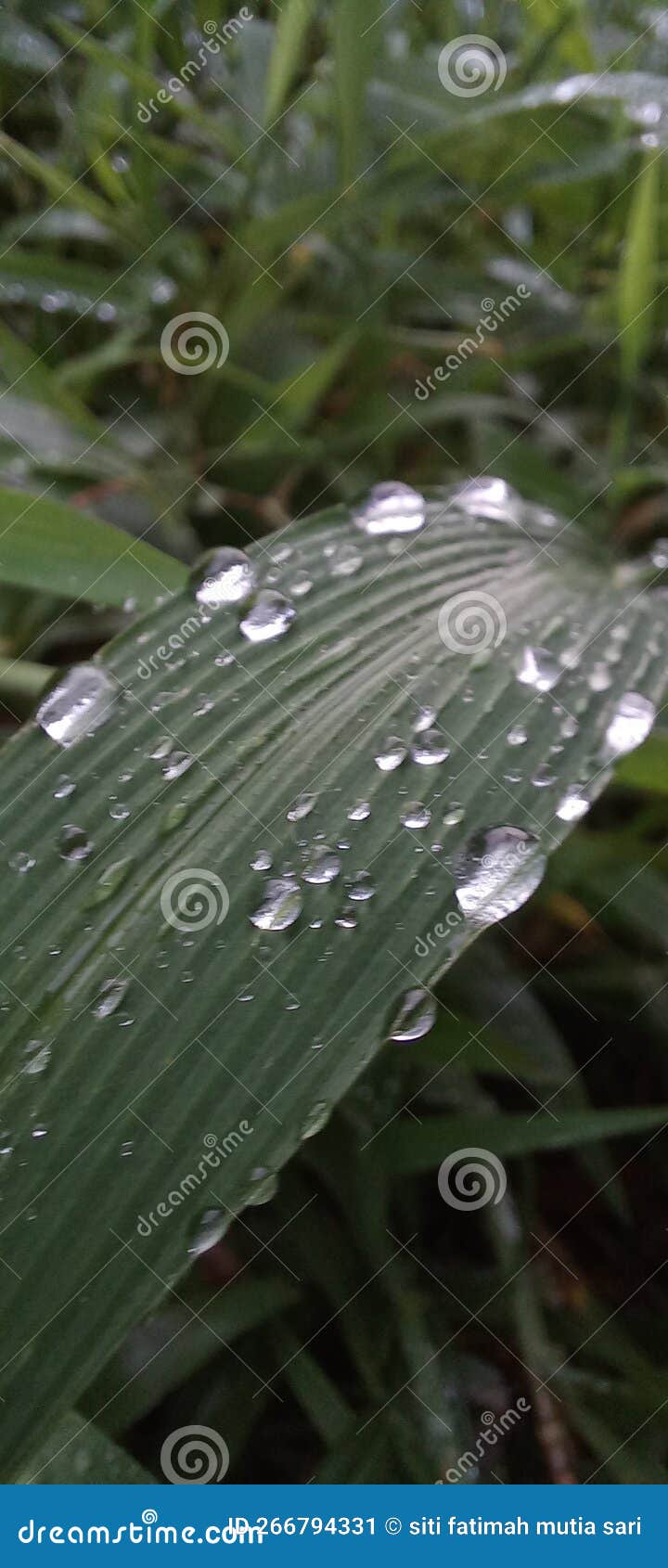 Water Drops after Rain at the Leaf Stock Image - Image of leaf, tree: 266794331