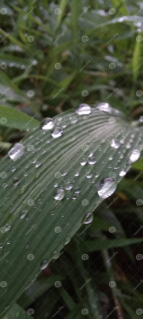 Water Drops after Rain at the Leaf Stock Image - Image of leaf, tree: 266794331