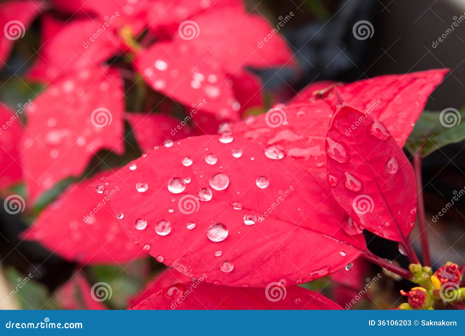 Water drops on red leaf. stock image. Image of beauty - 36106203