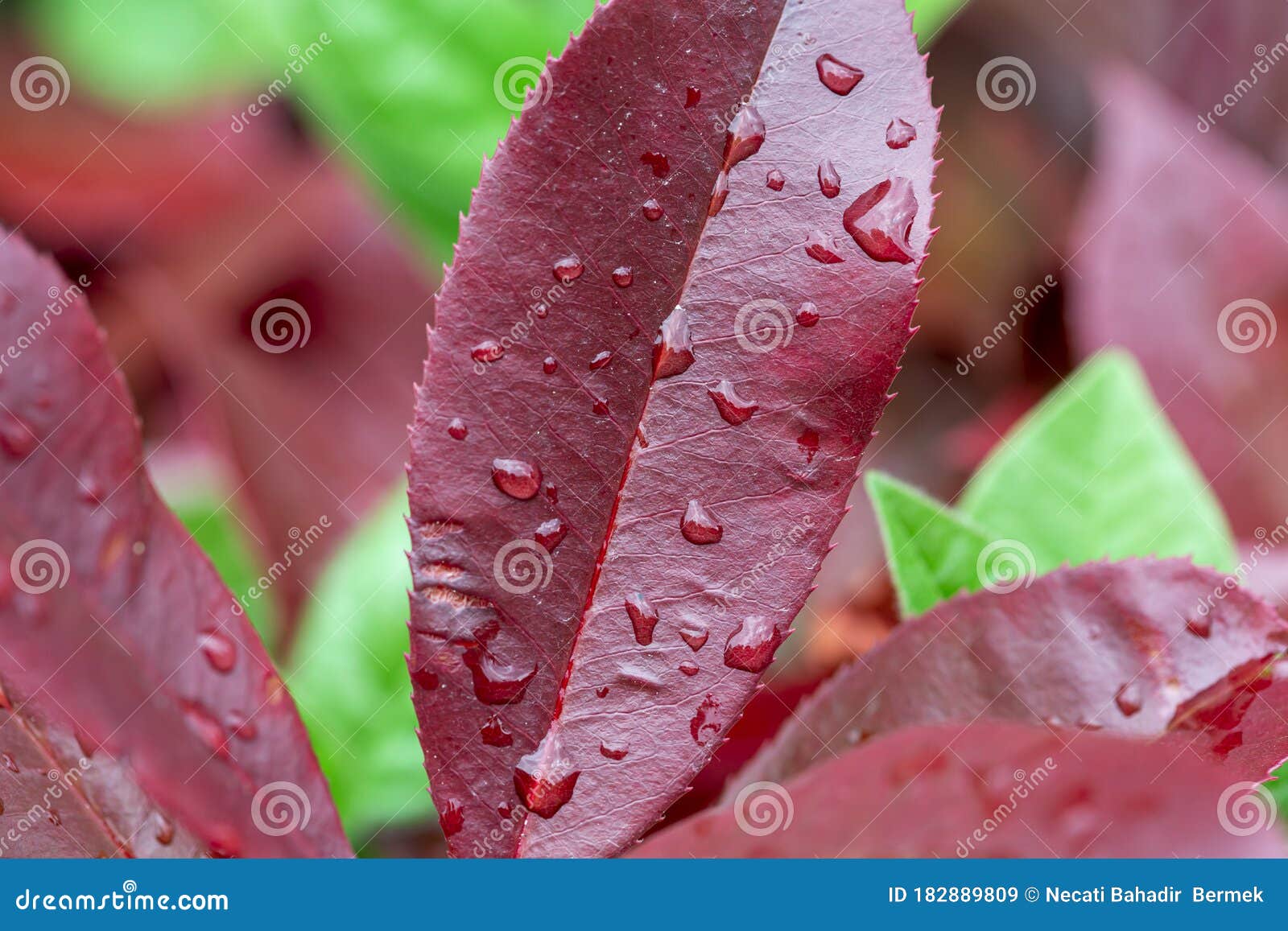 Water drops on red leaves stock image. Image of bokeh - 182889809