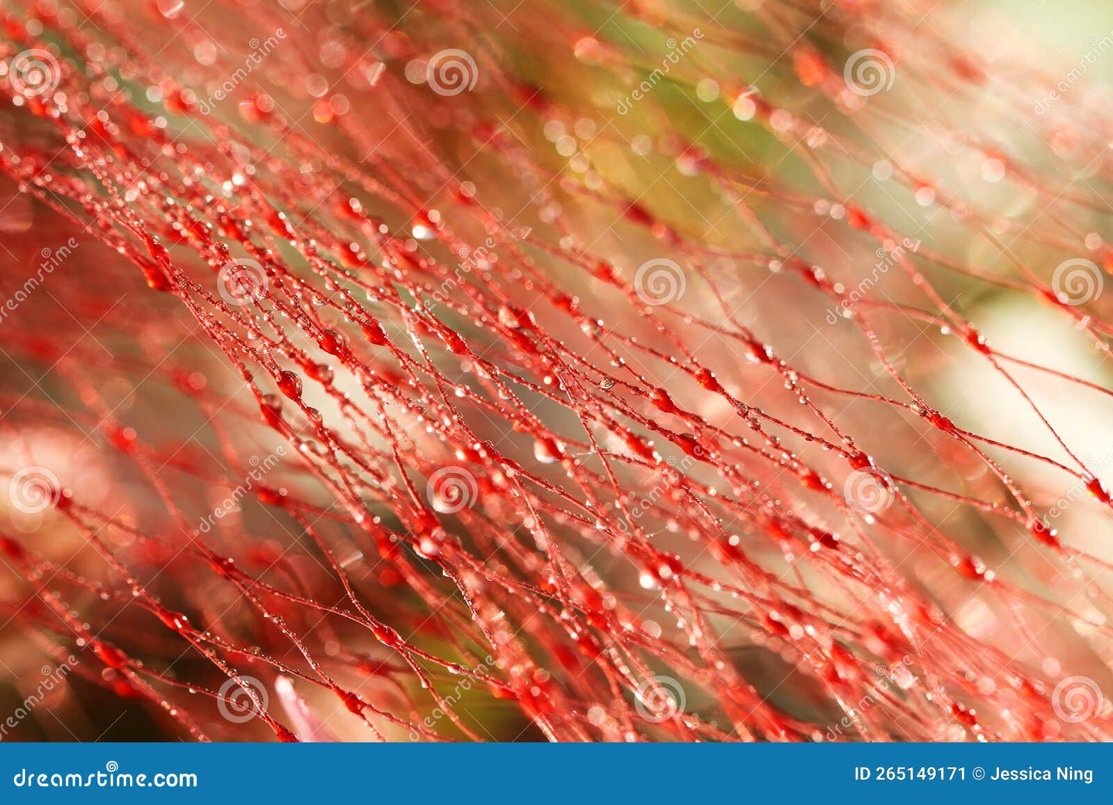 Water Drops on Red Line Background Stock Image - Image of background ...