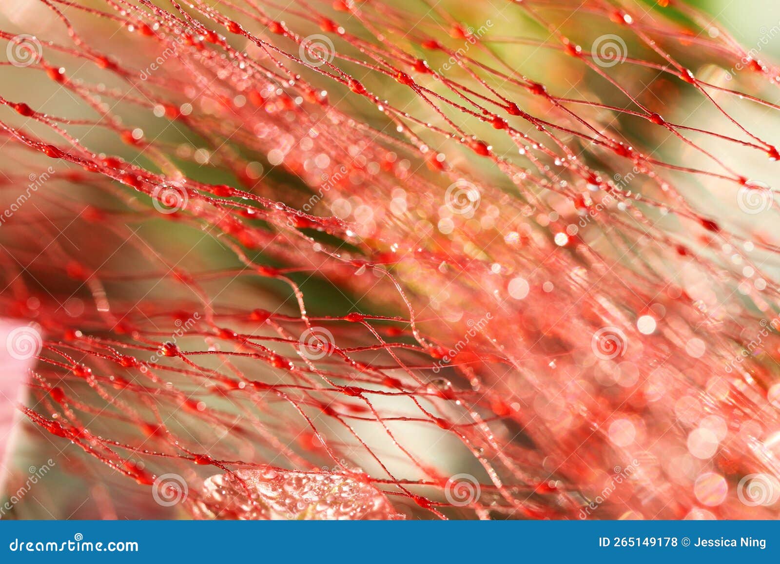 Water Drops on Red Line Background Stock Photo - Image of pink ...