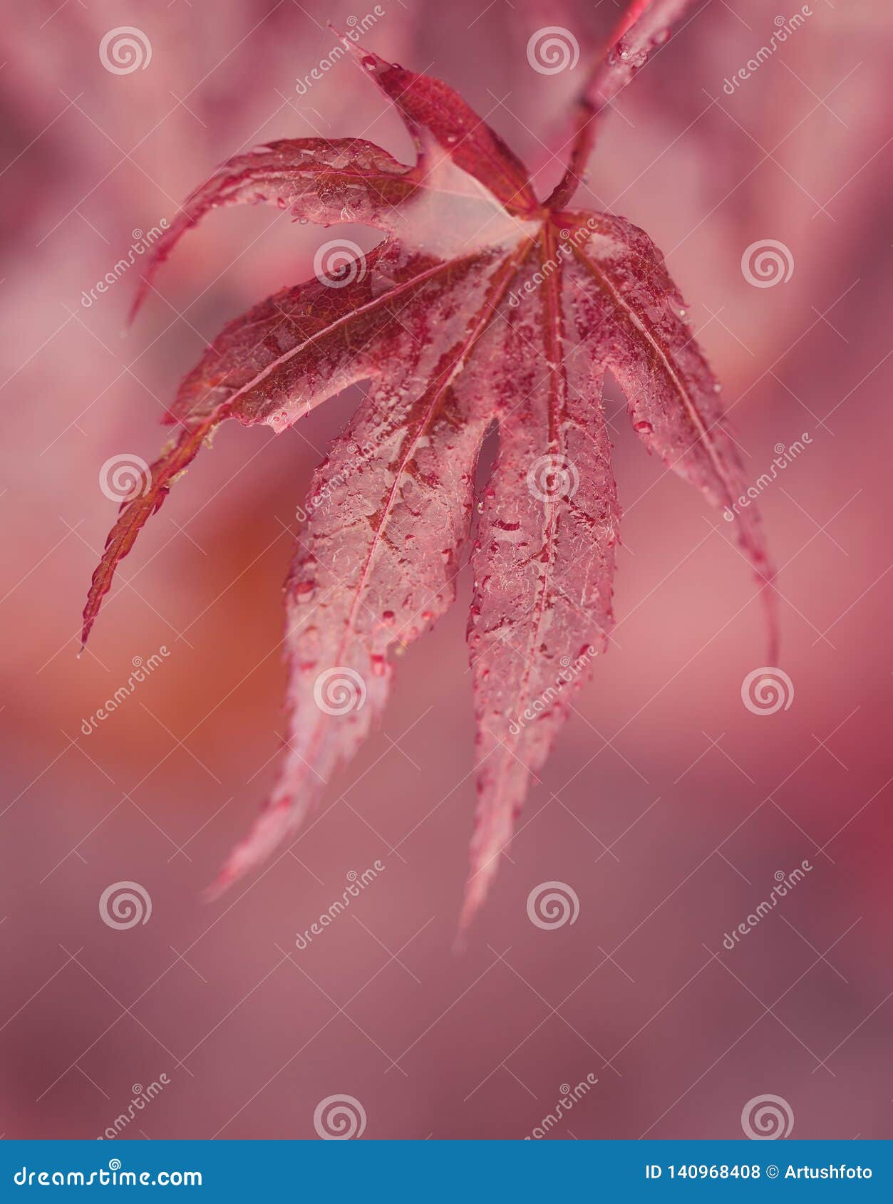 Water Drops on Red Maple Leaf Stock Photo - Image of bubbles, ecology ...