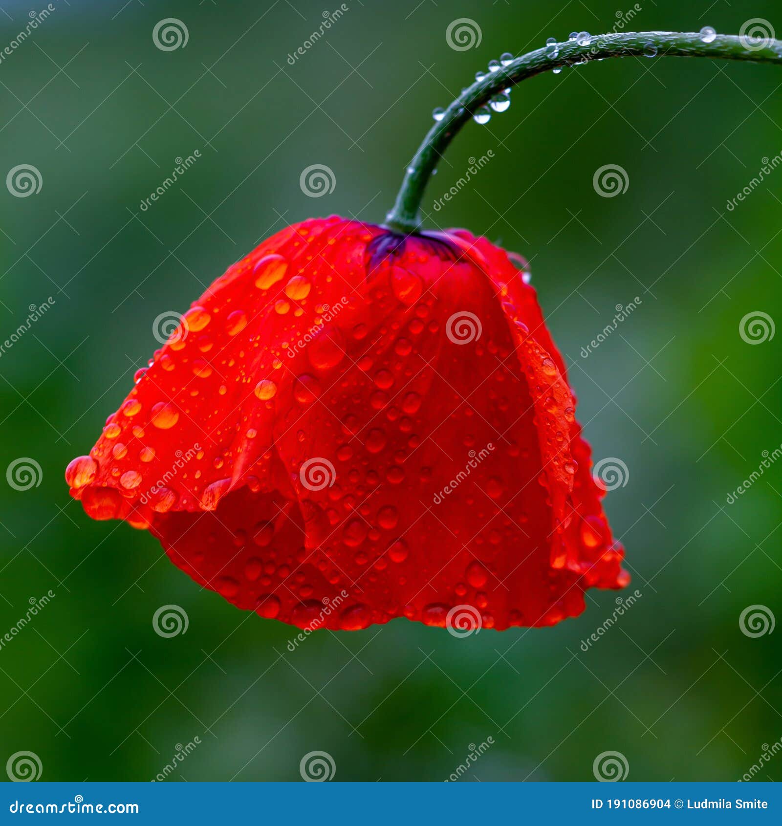 Water drops on a red poppy stock photo. Image of petal - 191086904